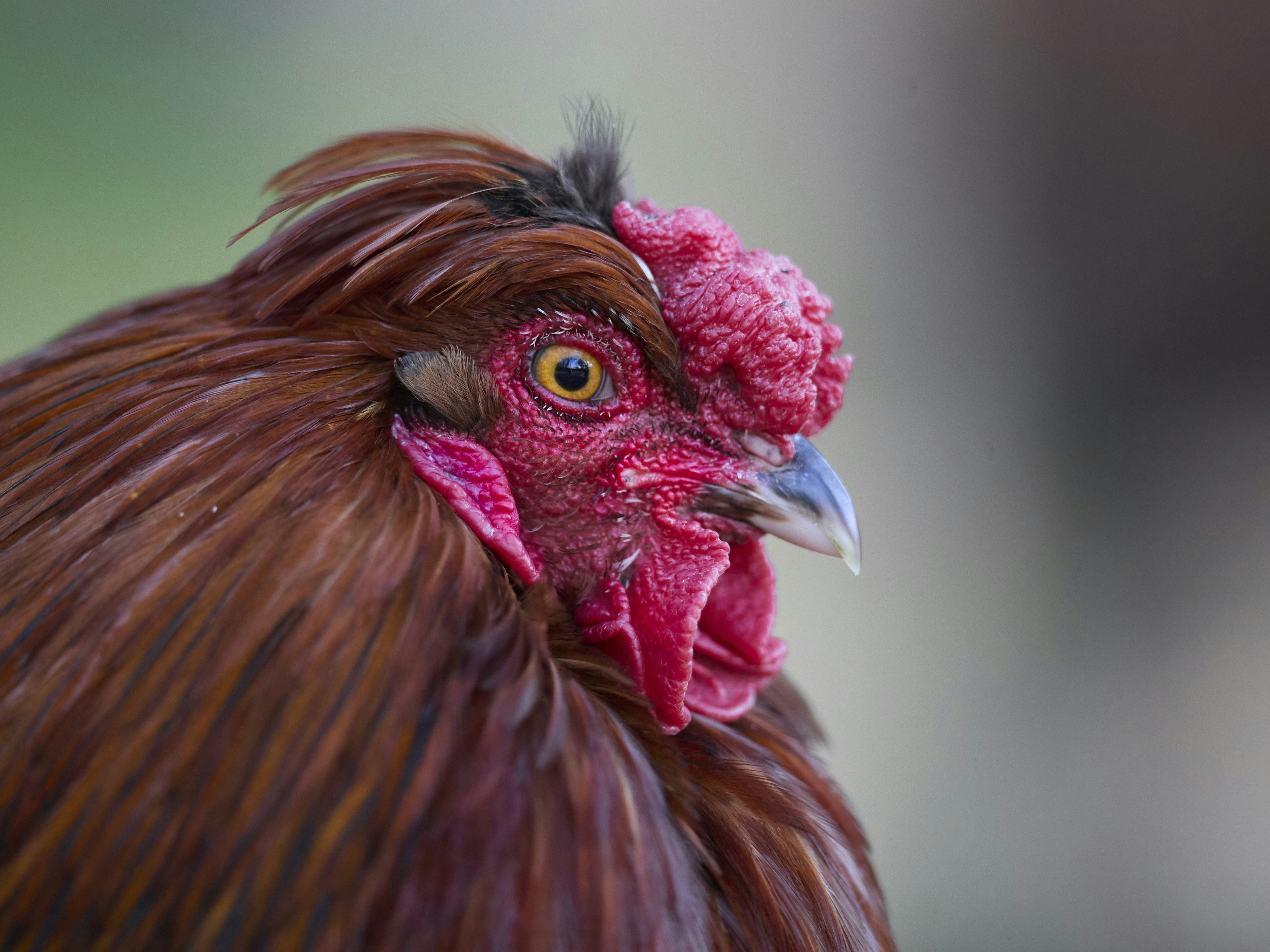 Crimson Crest: A Hen’s Intense Gaze