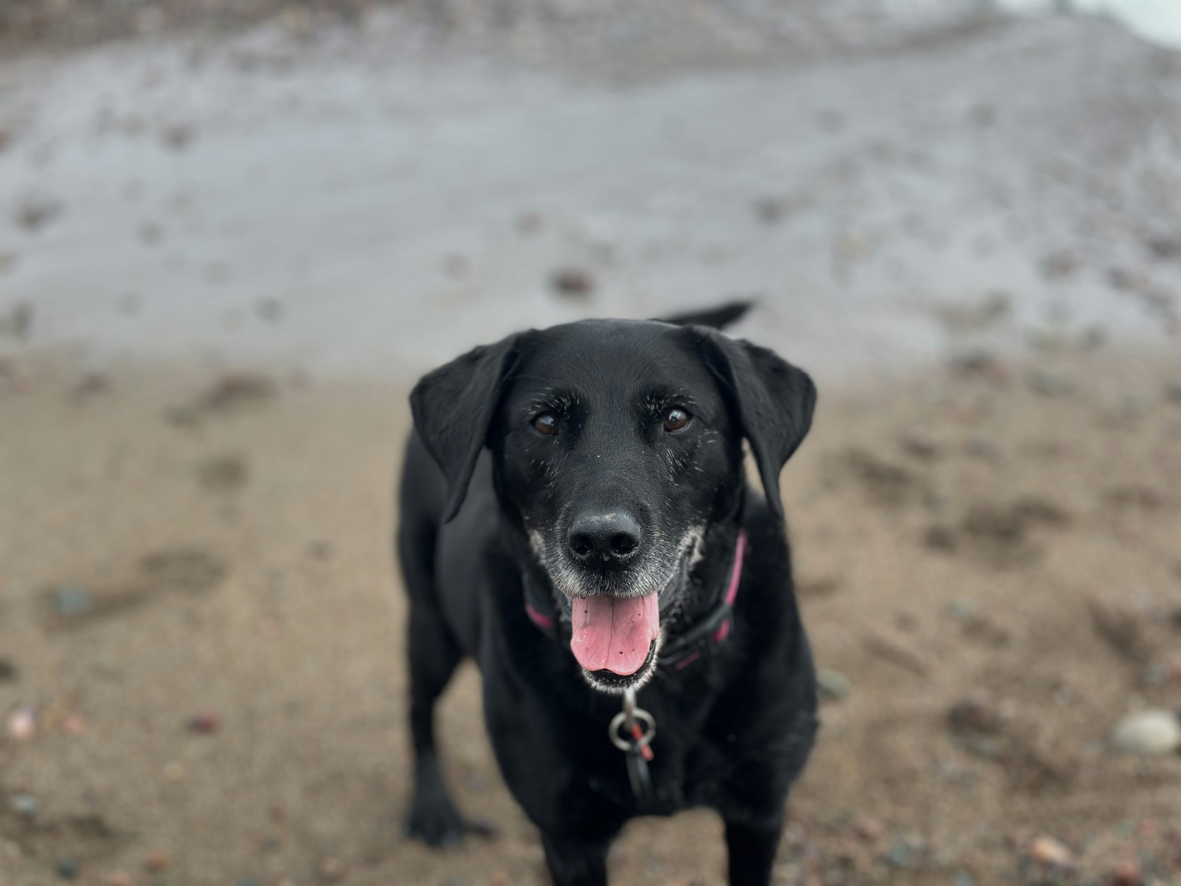 A happy black dog stands on a sandy beach.