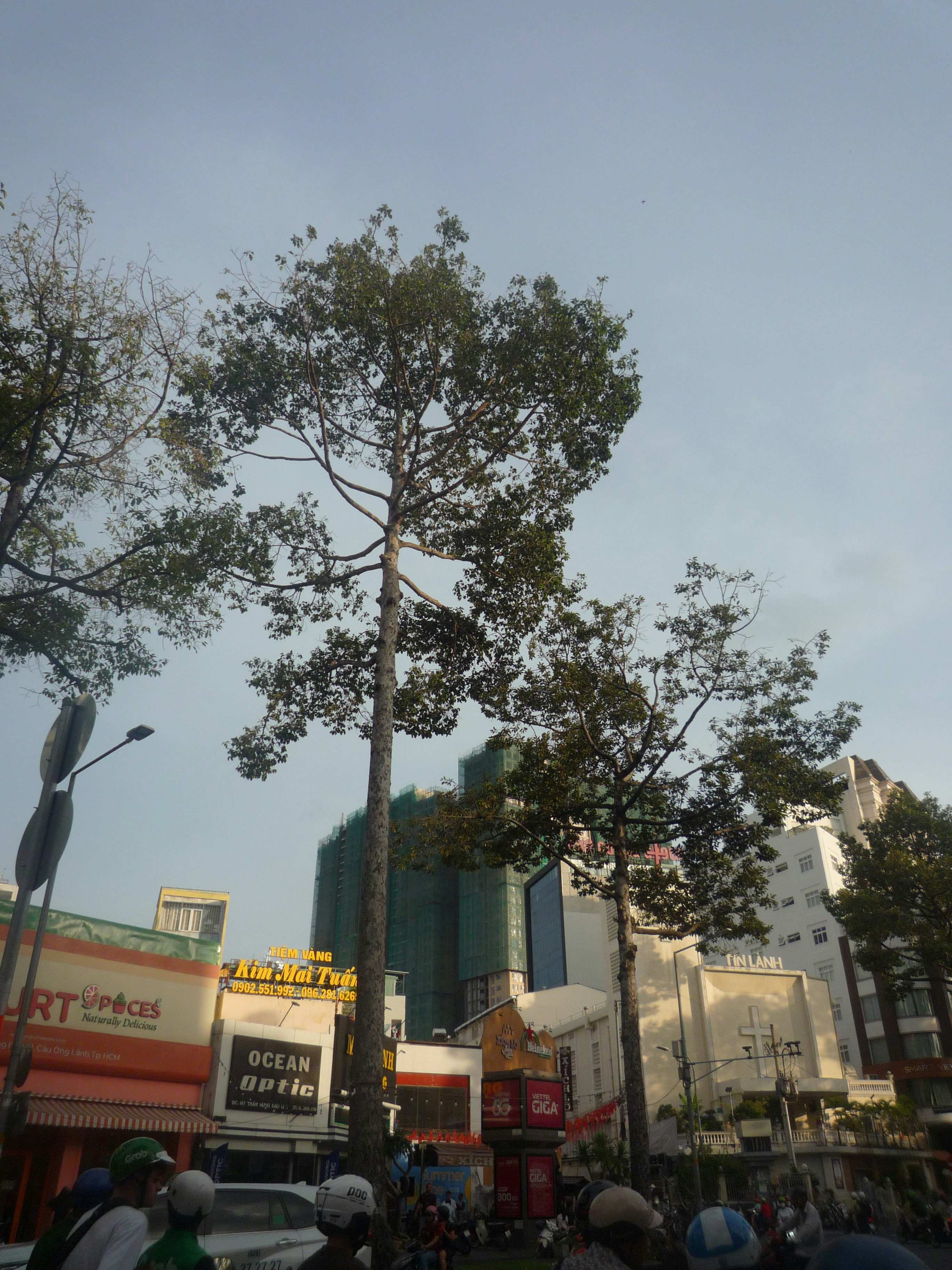 Tall tree towers over a busy street with storefronts and pedestrians beneath a clear sky. A cityscape frame where nature meets urban life, captured with storefront signage and flowing traffic.