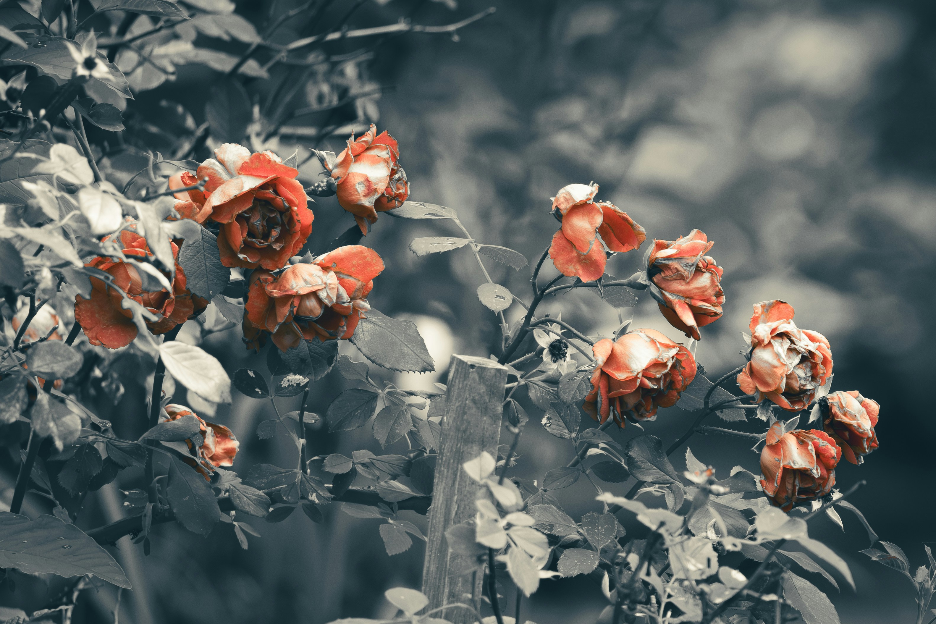 Roses in Sepia Tone: A Quiet Bloom Beyond the Fence