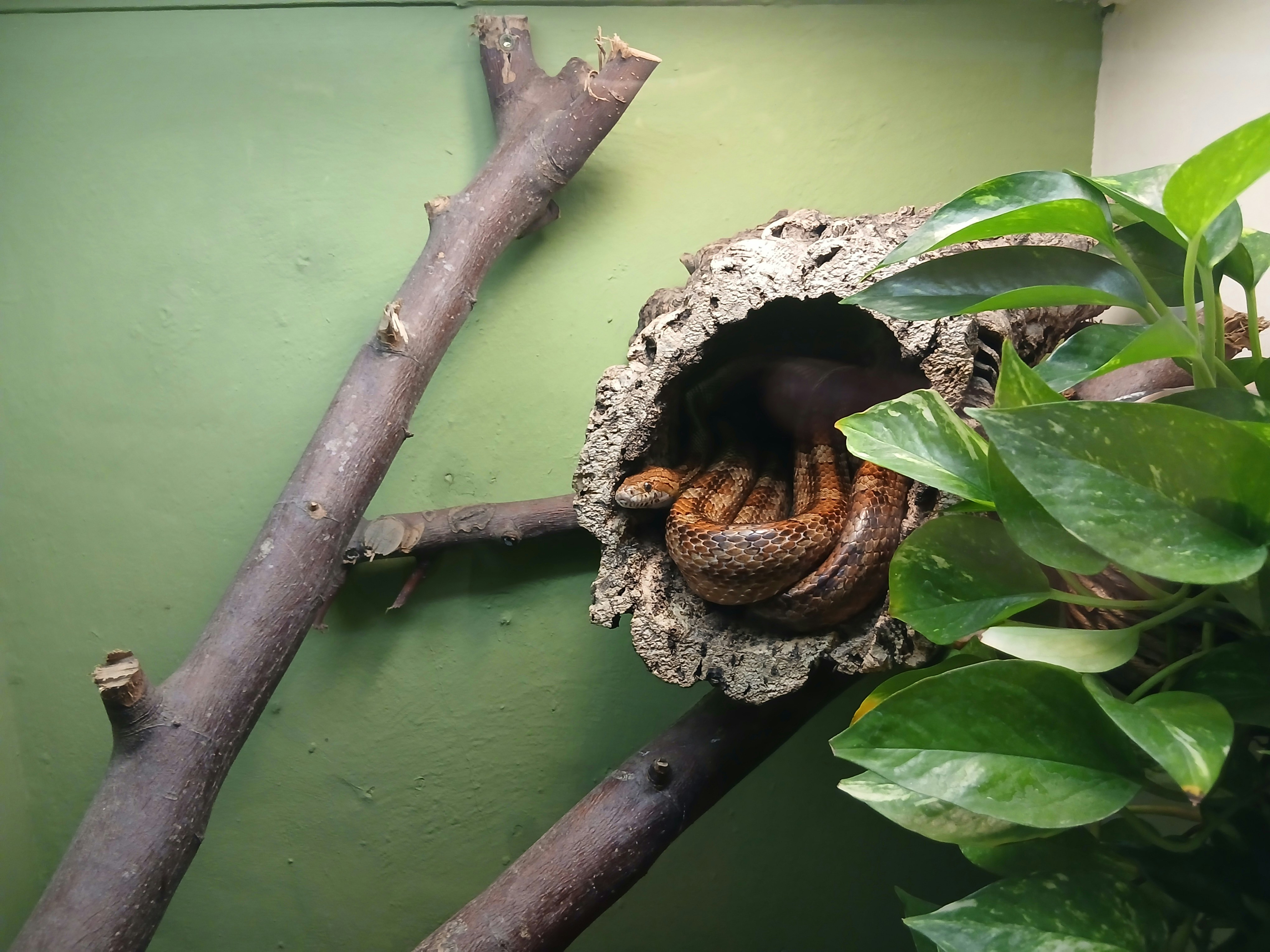 Hidden Coil: A Crouched Coral Snake in a Burrow