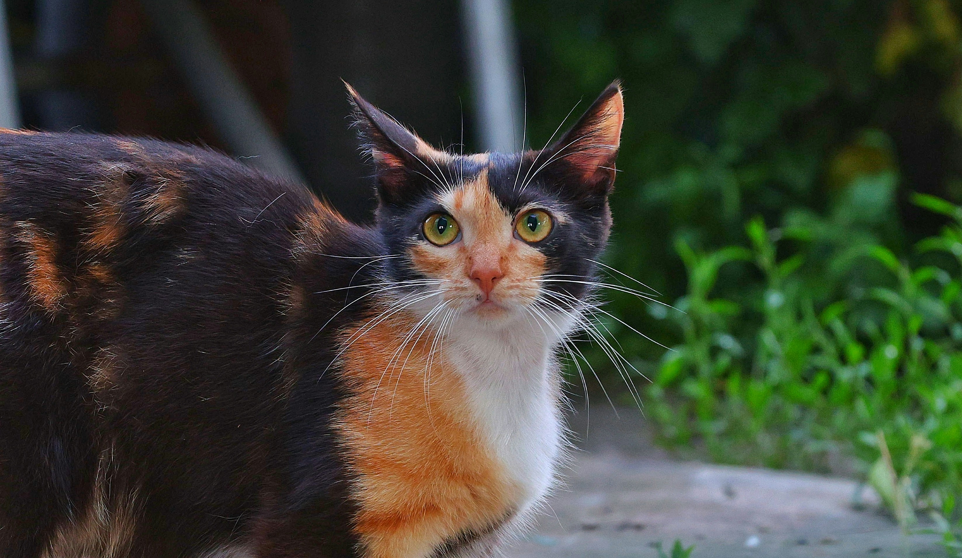 Eyes on the Watchful Calico