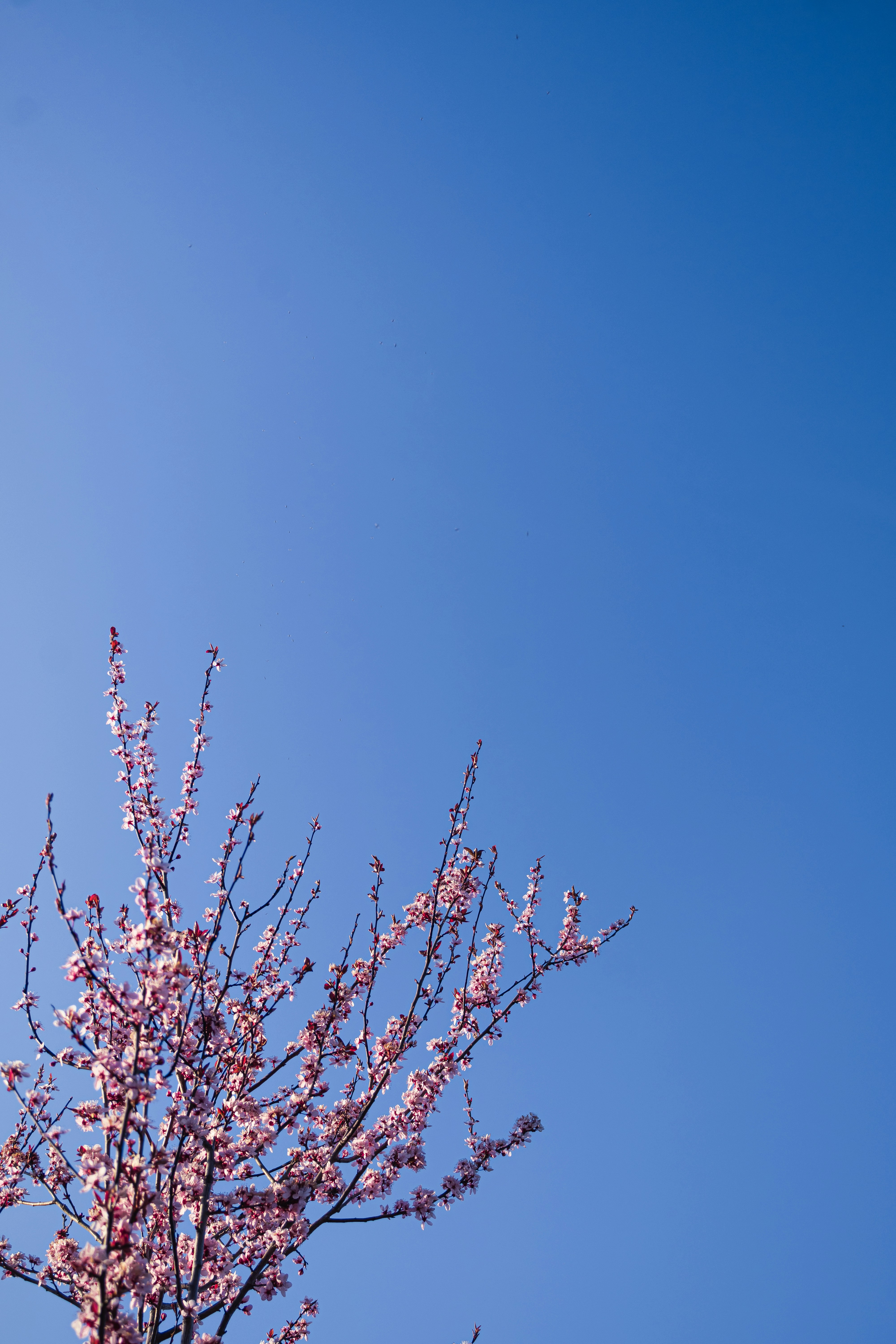 Blossoms Against a Vast Sky