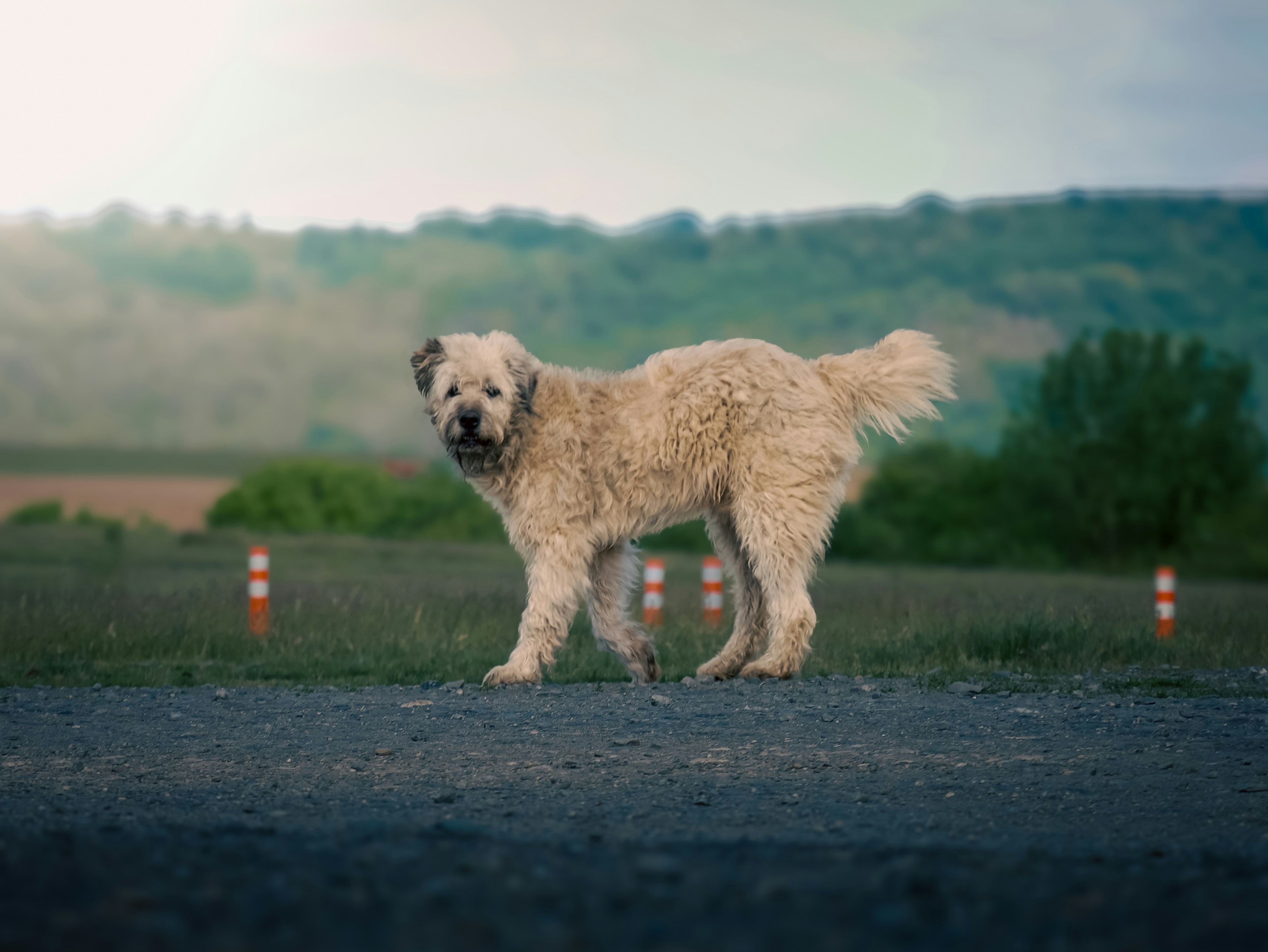 Wary Wanderer on a Gravel Runway