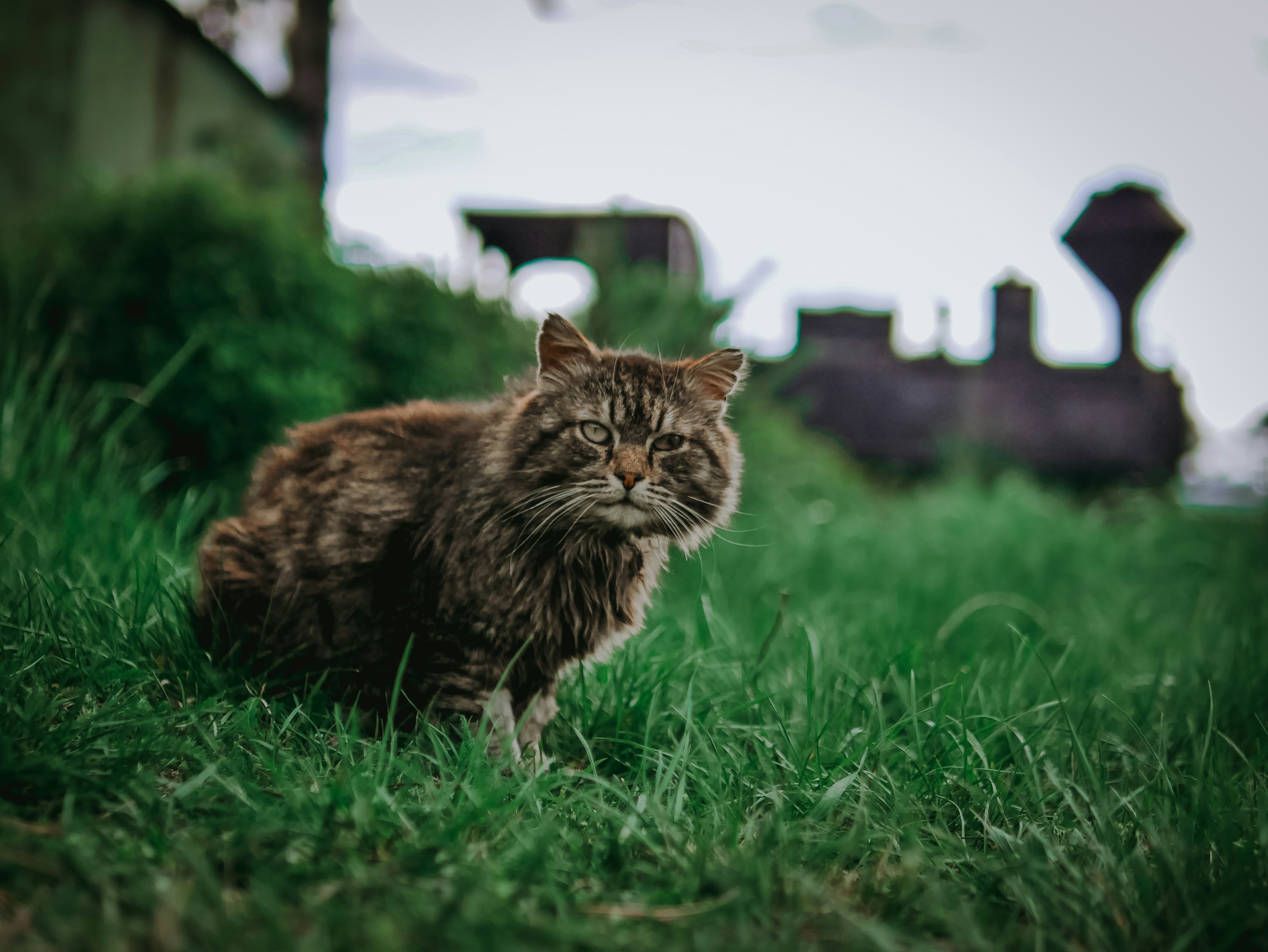 Tabby cat sits in green grass near an old train.