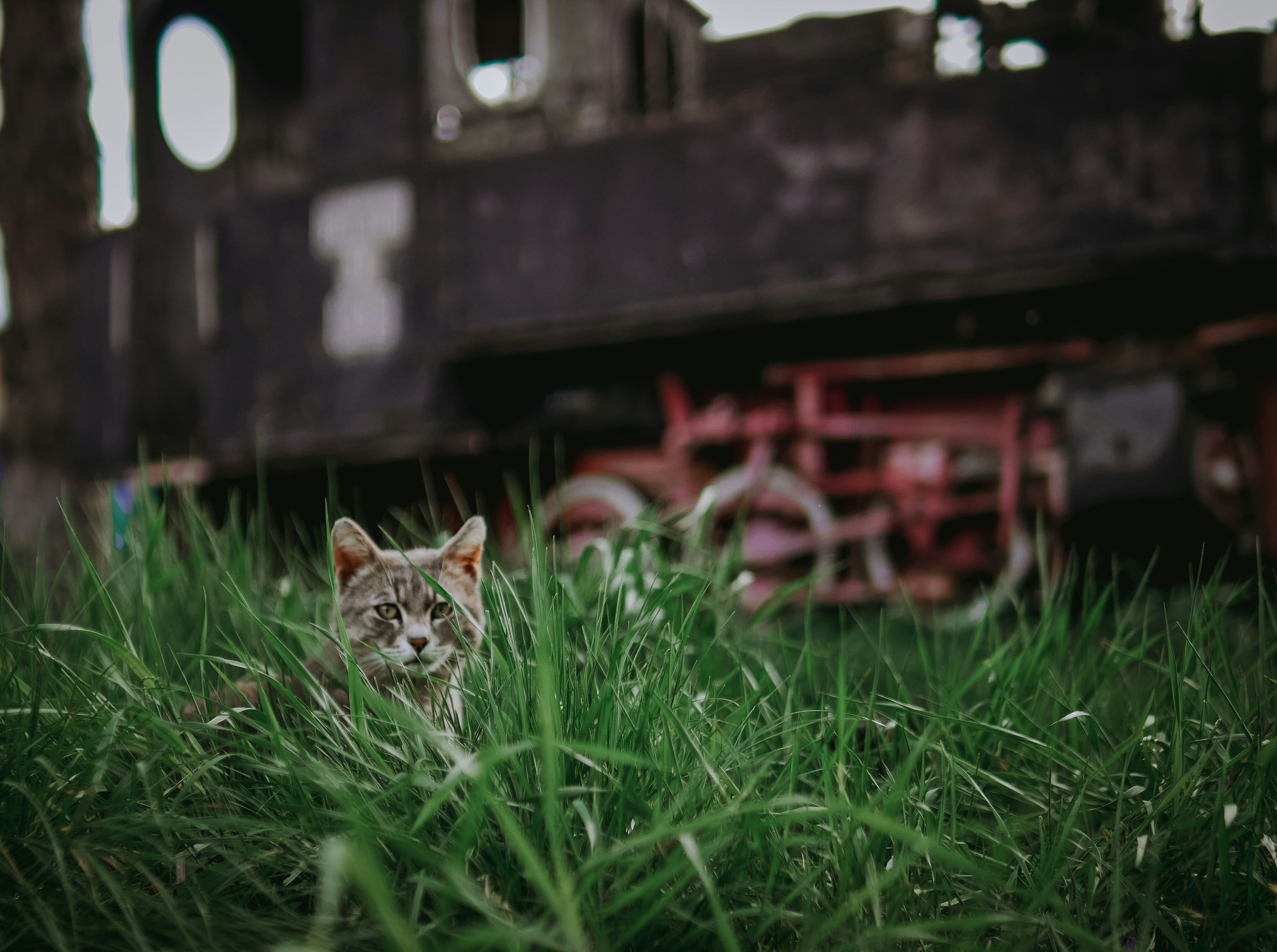Whiskered Sentinel Amid Tall Grass by a Distant Rails