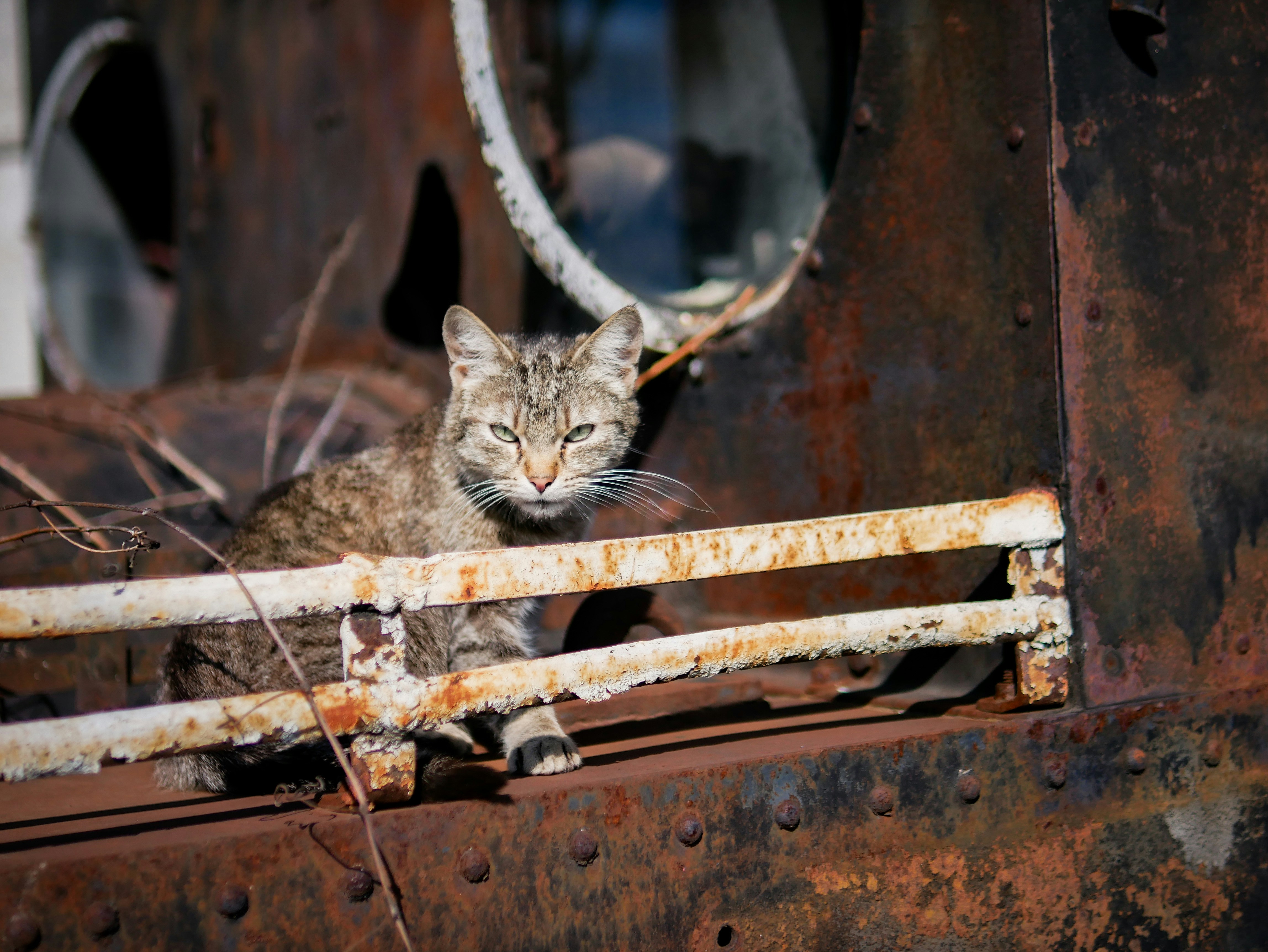 A tabby cat sits among rusty metal debris.