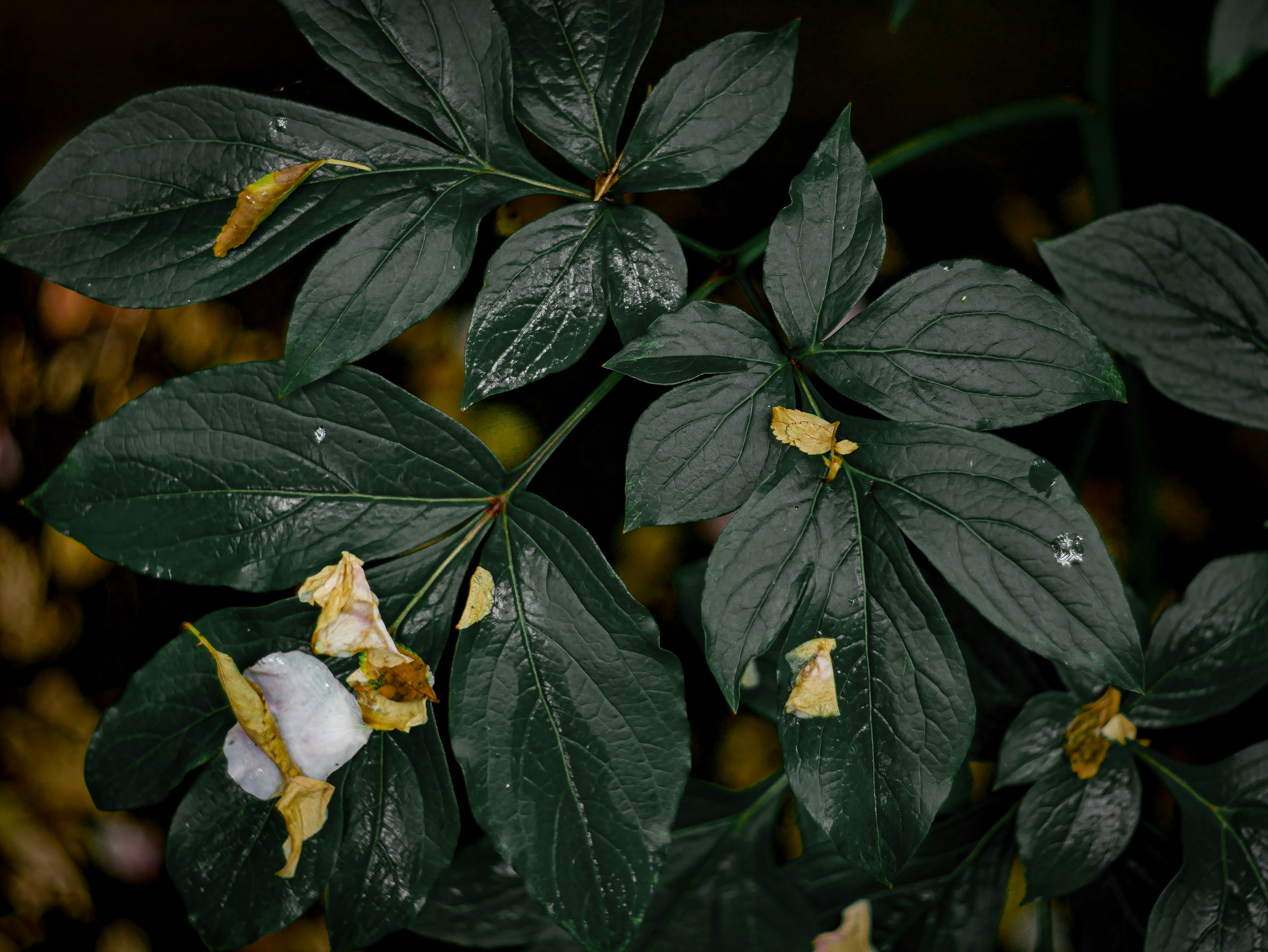 Muted Green Leaves with Petal Debris