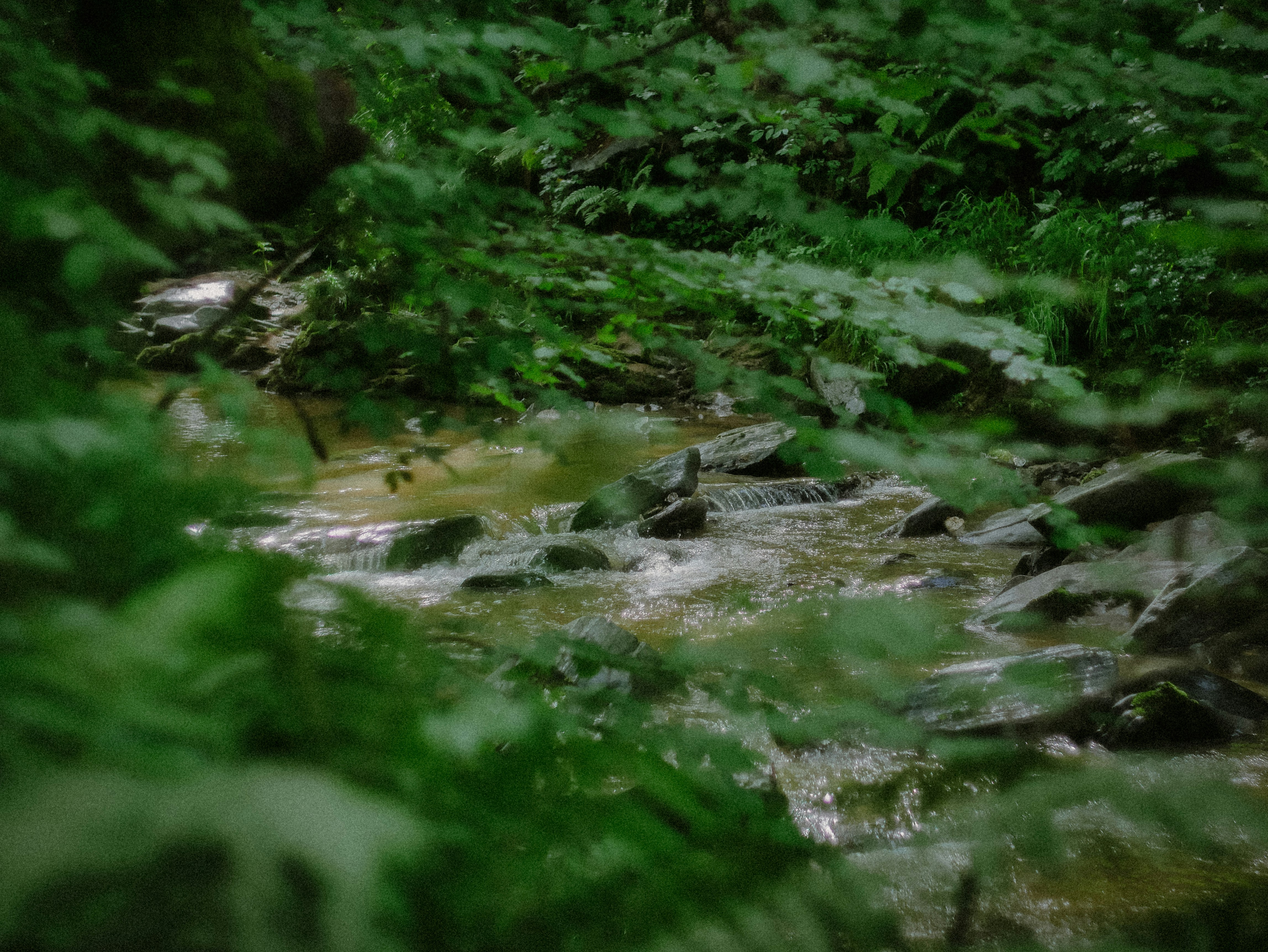 Quiet Stream Through Emerald Foliage