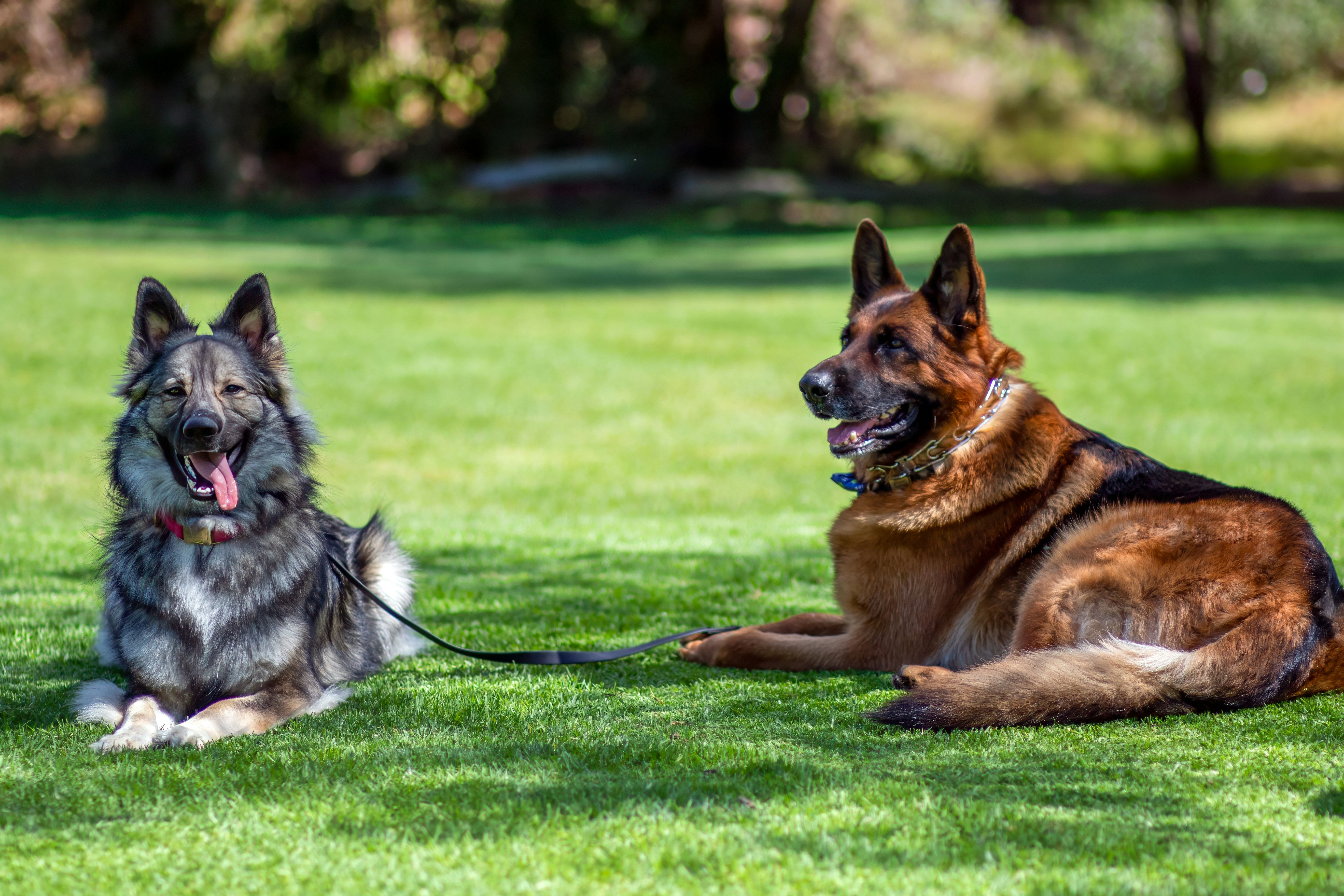 Two Dogs at Rest: A Sunlit Lawn Portrait