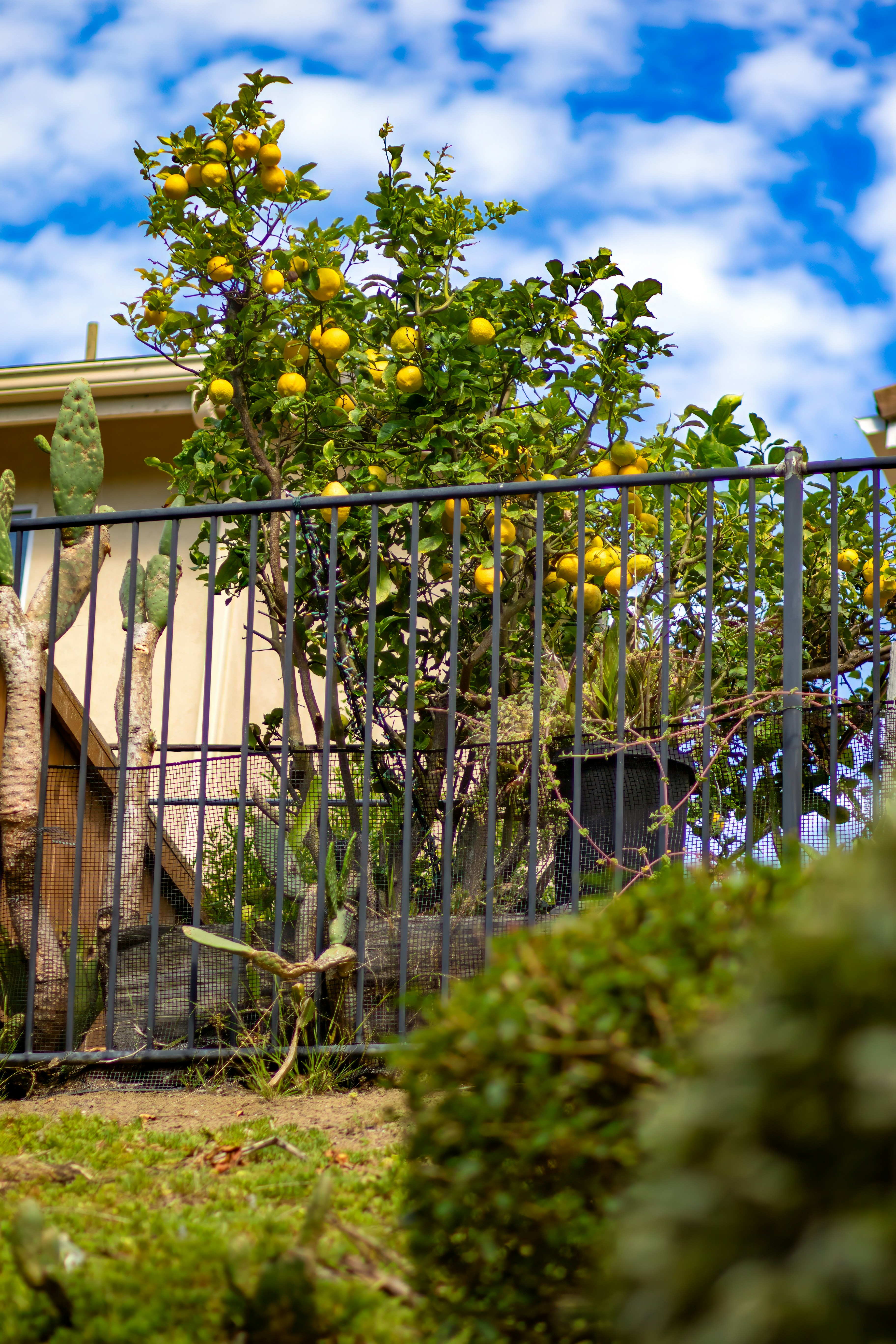 Lemon Orchard Over Fence at a Bright Afternoon
