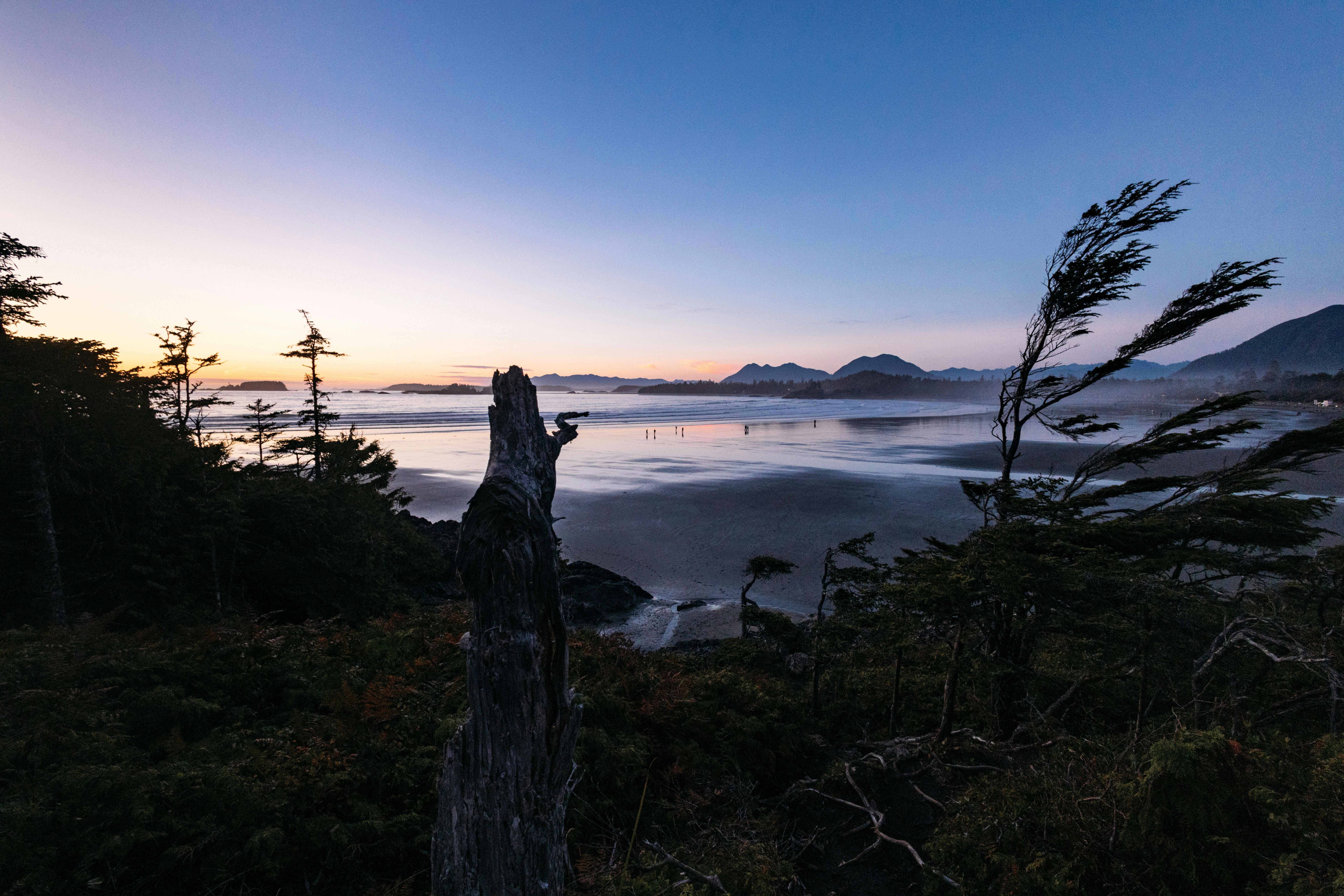 Sunrise over a windswept shoreline forest