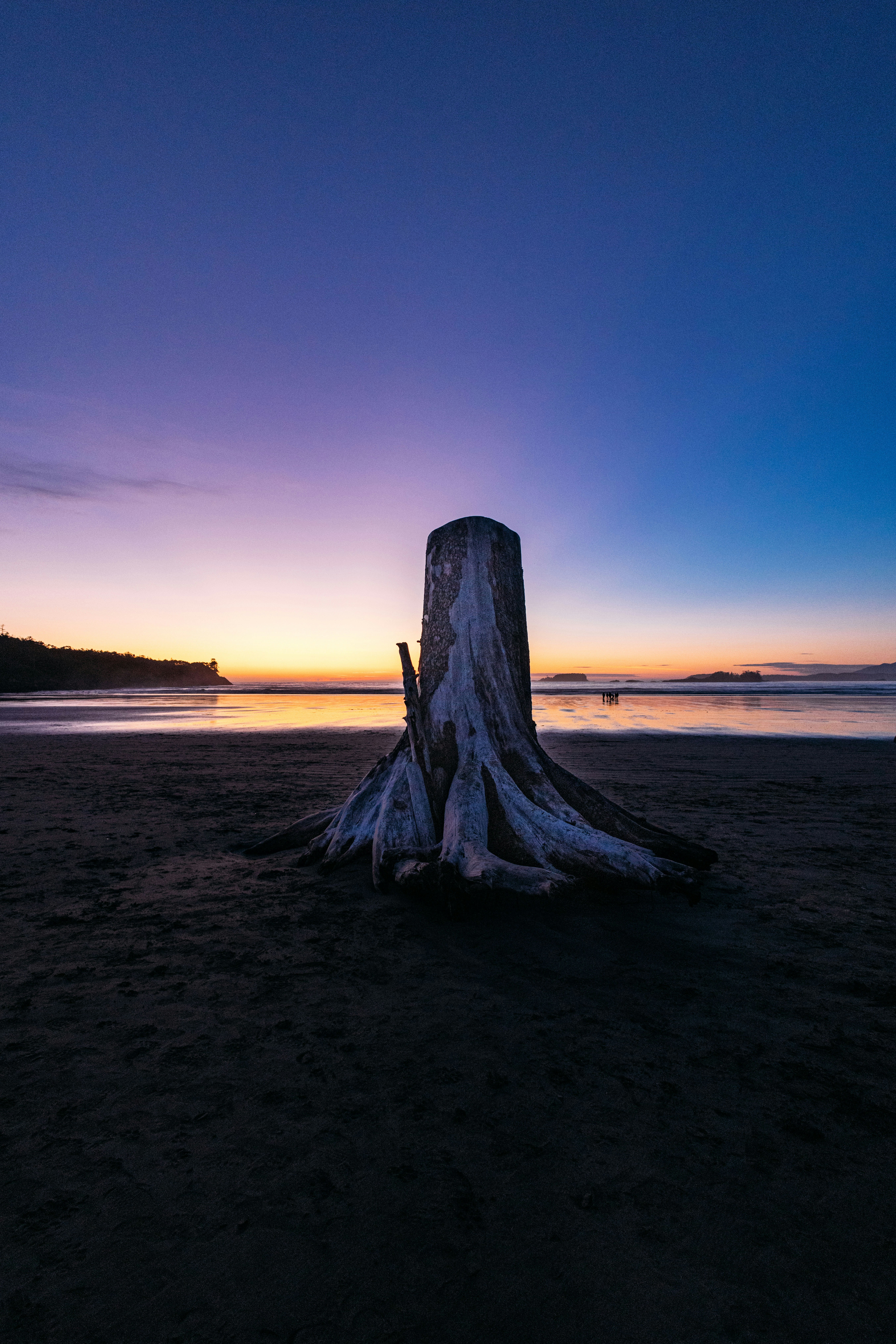 Sea Stump at Dusk: A Silent Sentinel of the Shore
