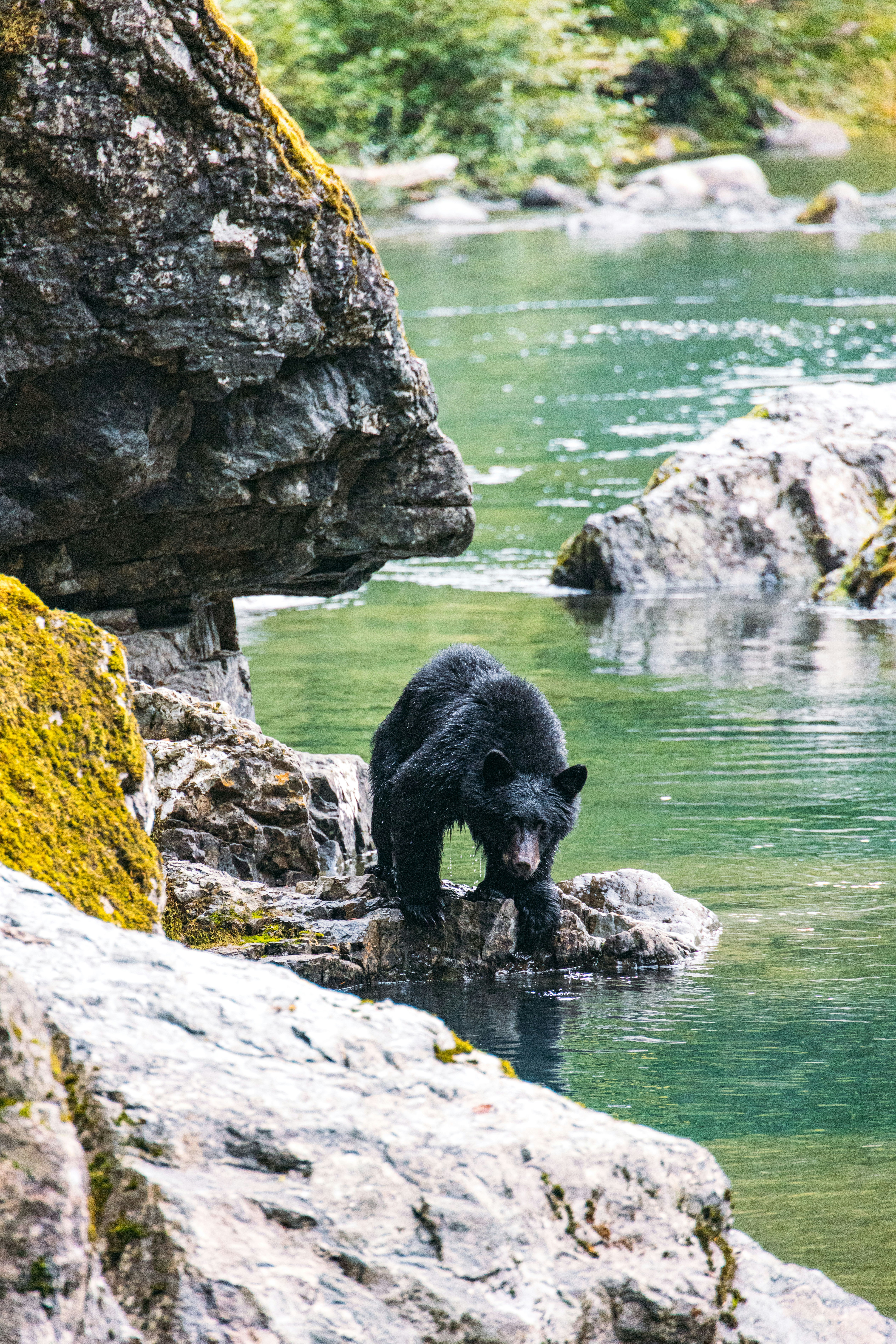 Black Bear Cub Wading Along Mossy Rocks by a River Bend
