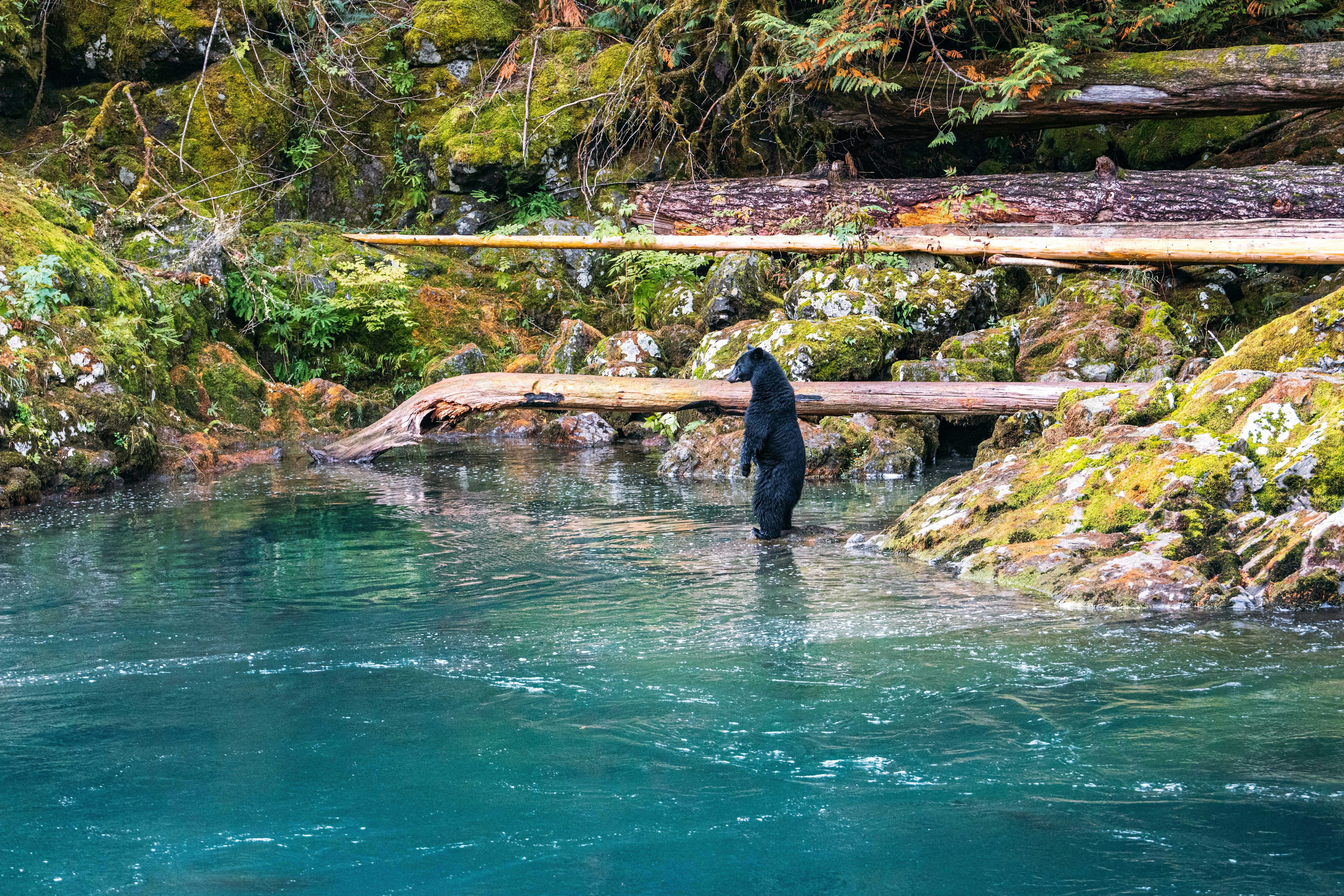 Otter on a Mossy Turn: A Quiet Moment in Turquoise Water