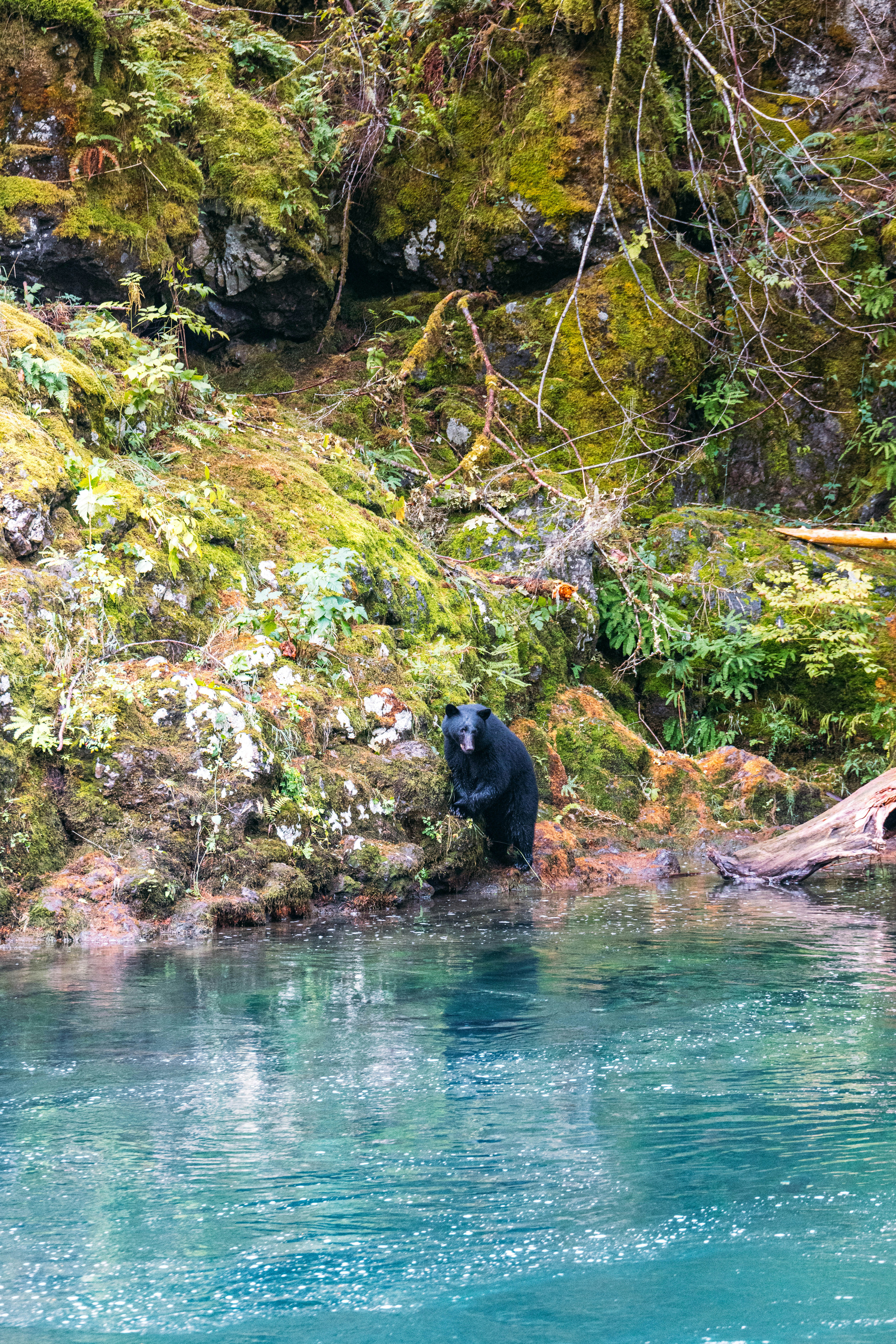 Black River Otter by Mossy Gorge