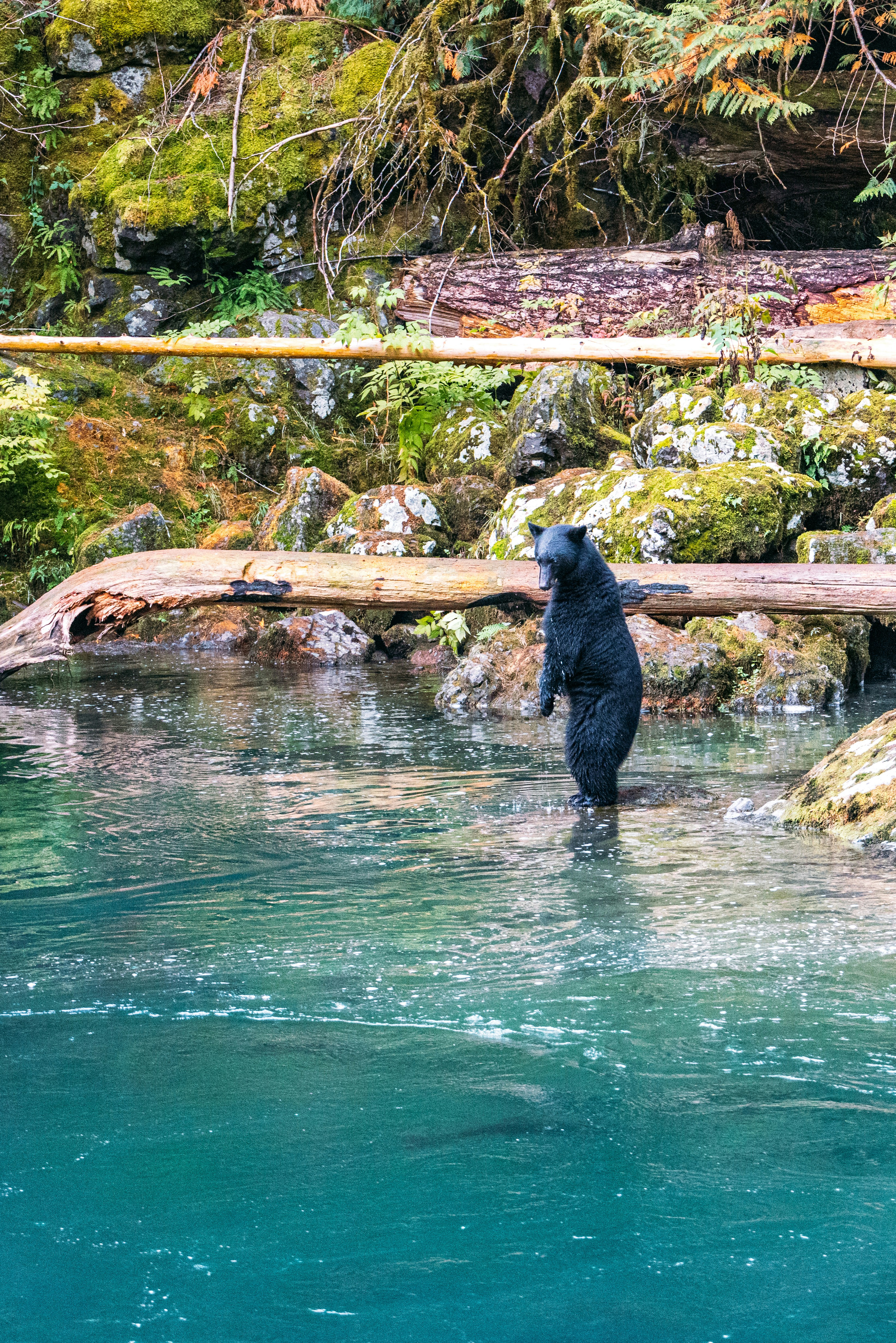 Black Bear in a Mossy Canyon: A Moment of Stillness by the River
