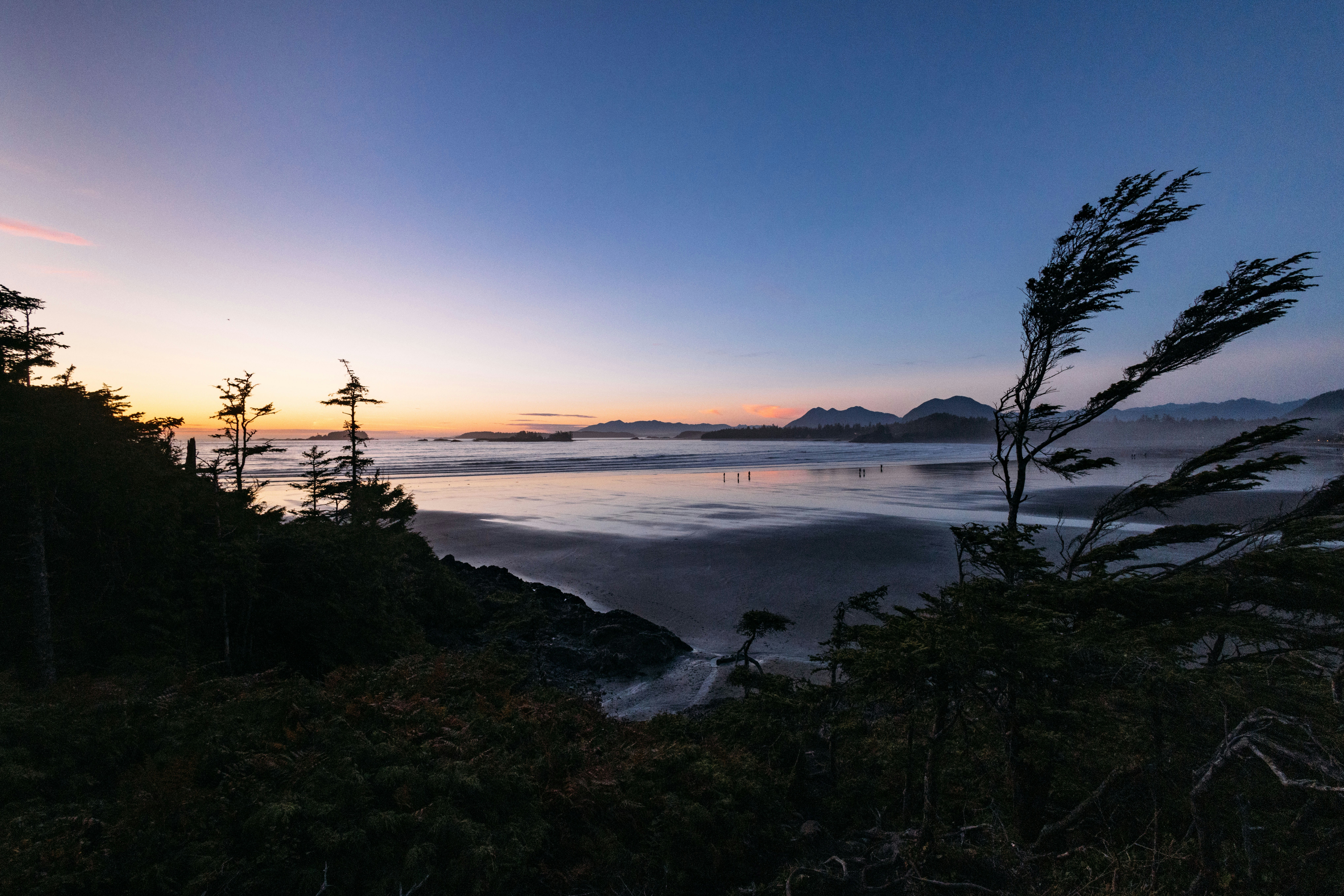 Dawn on the Quiet Strait: Windswept pines framed by distant mountains