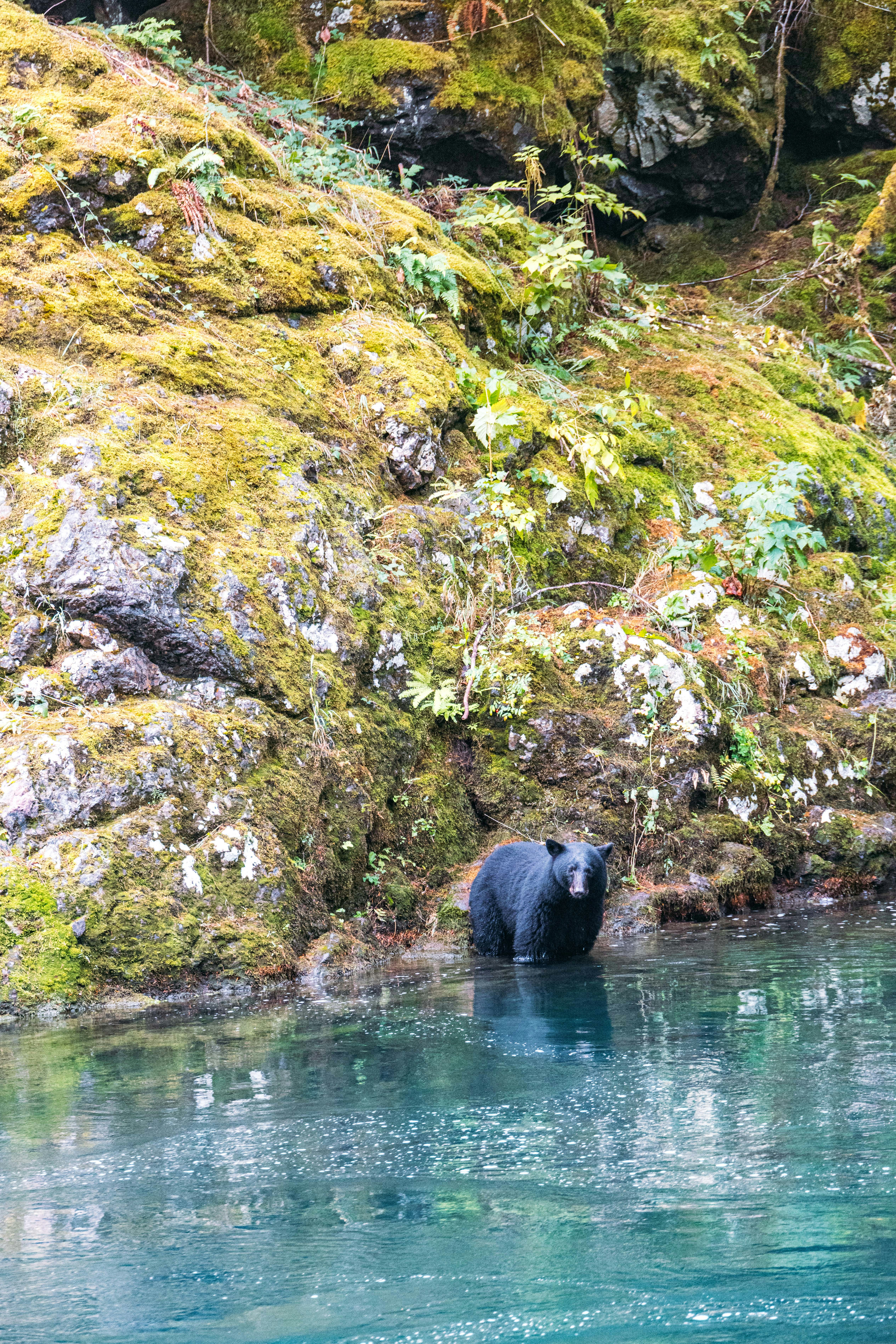 Dark River Bear in Mossy Gorge