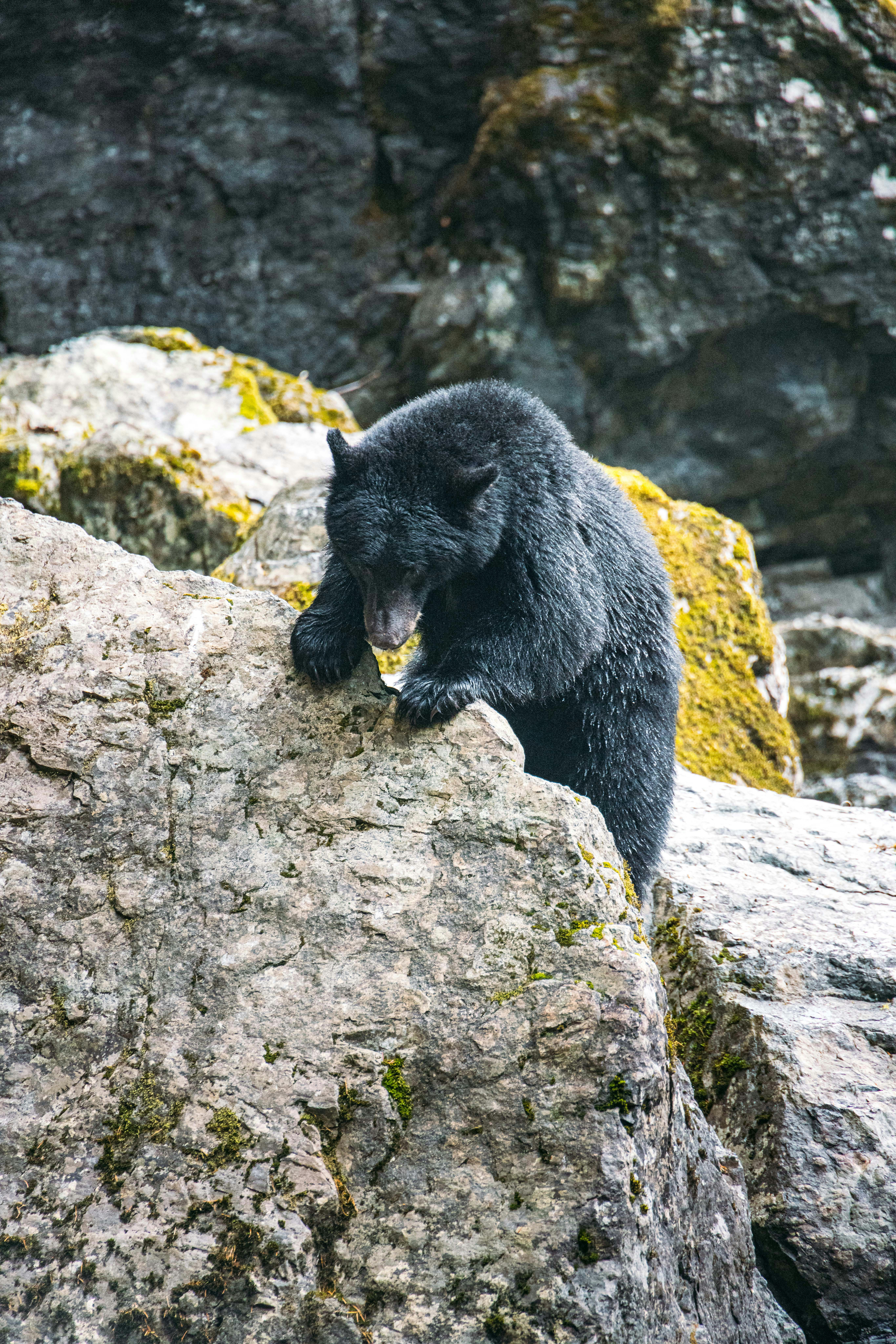 Black Bear Cub's Climb: A Quiet Moment on Weathered Granite