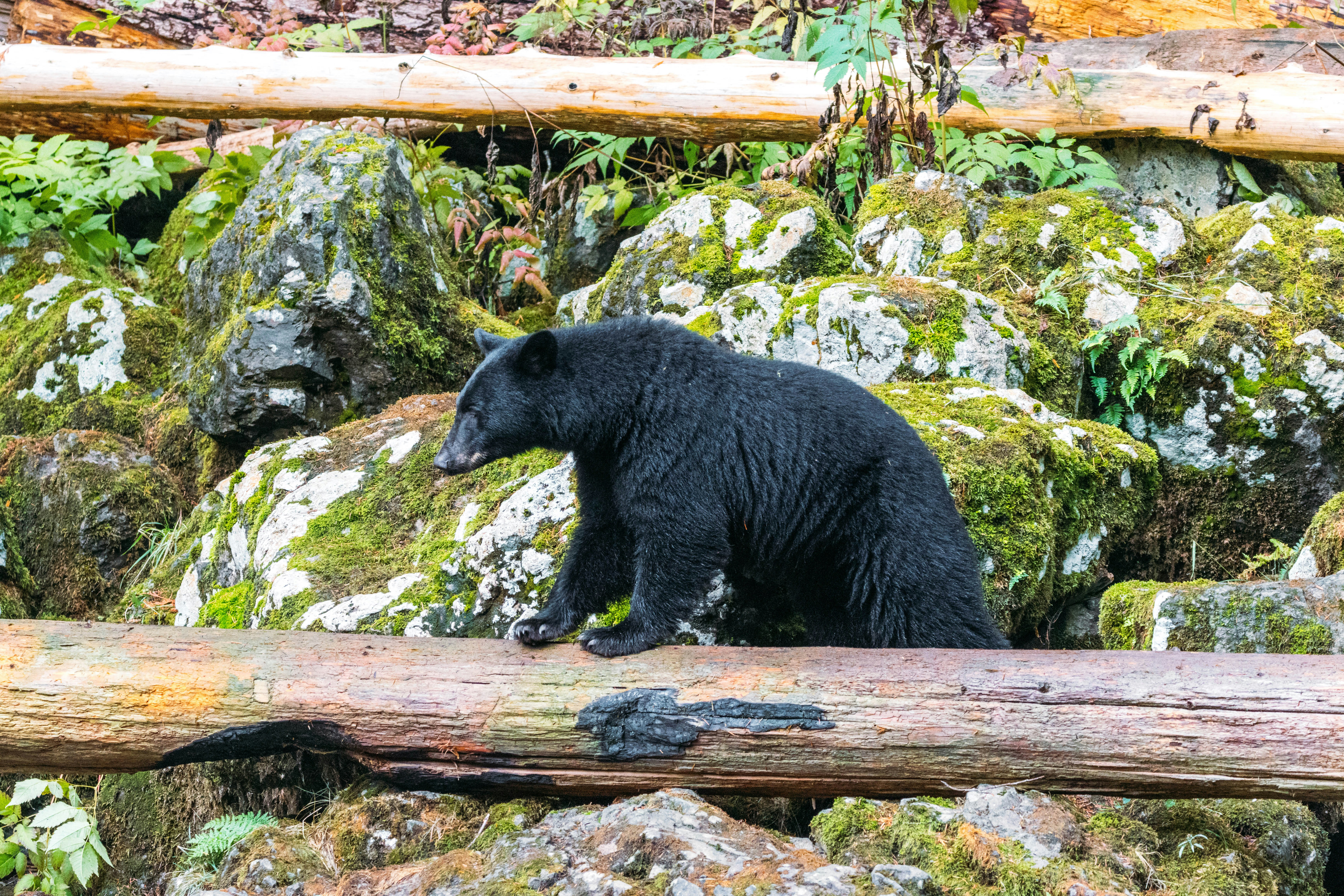 Black Bear Cub Traversing Mossy Rocks Amid Weathered Logs