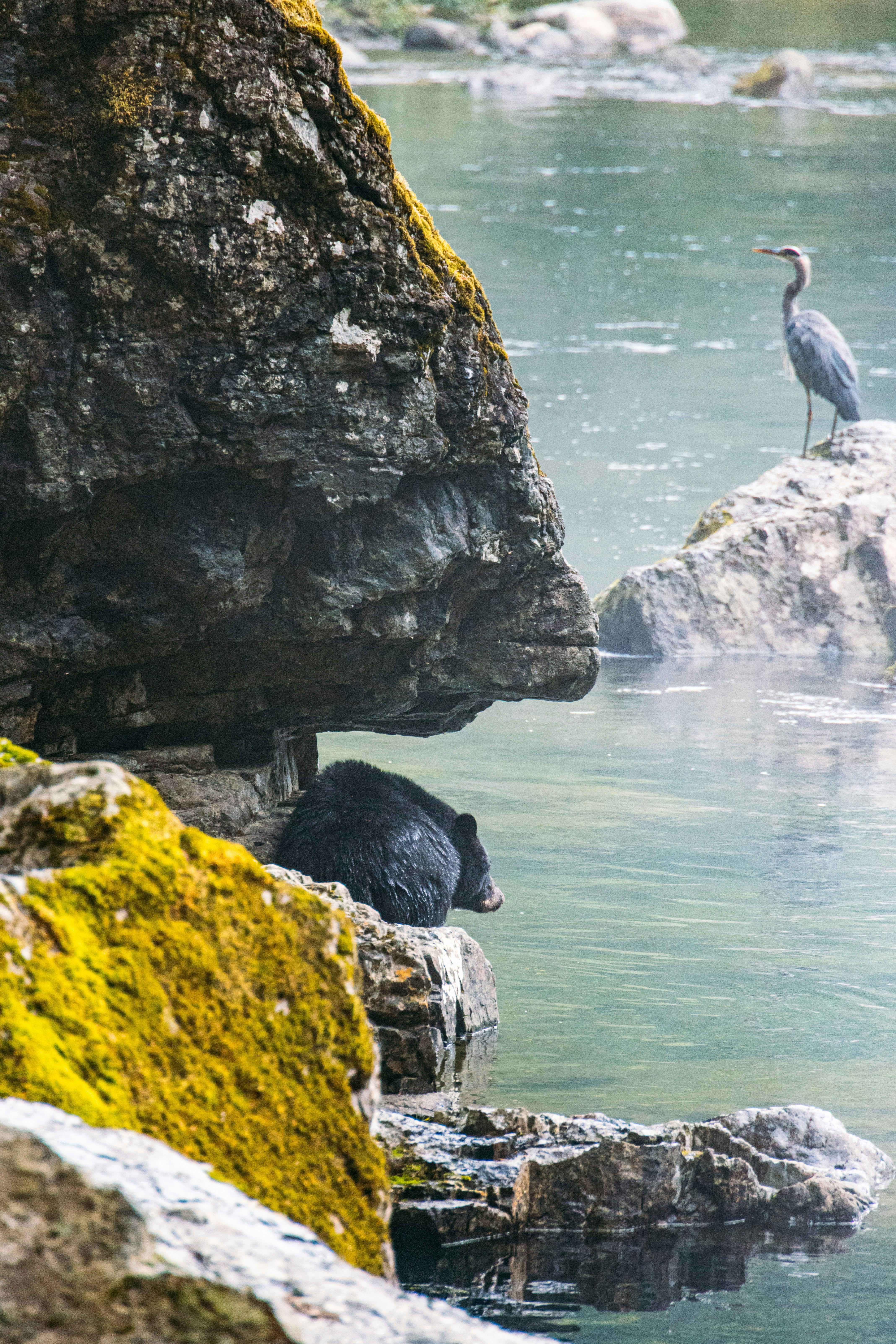 Hidden Worker: Otter Beneath the Mossy Rock with Heron Watch