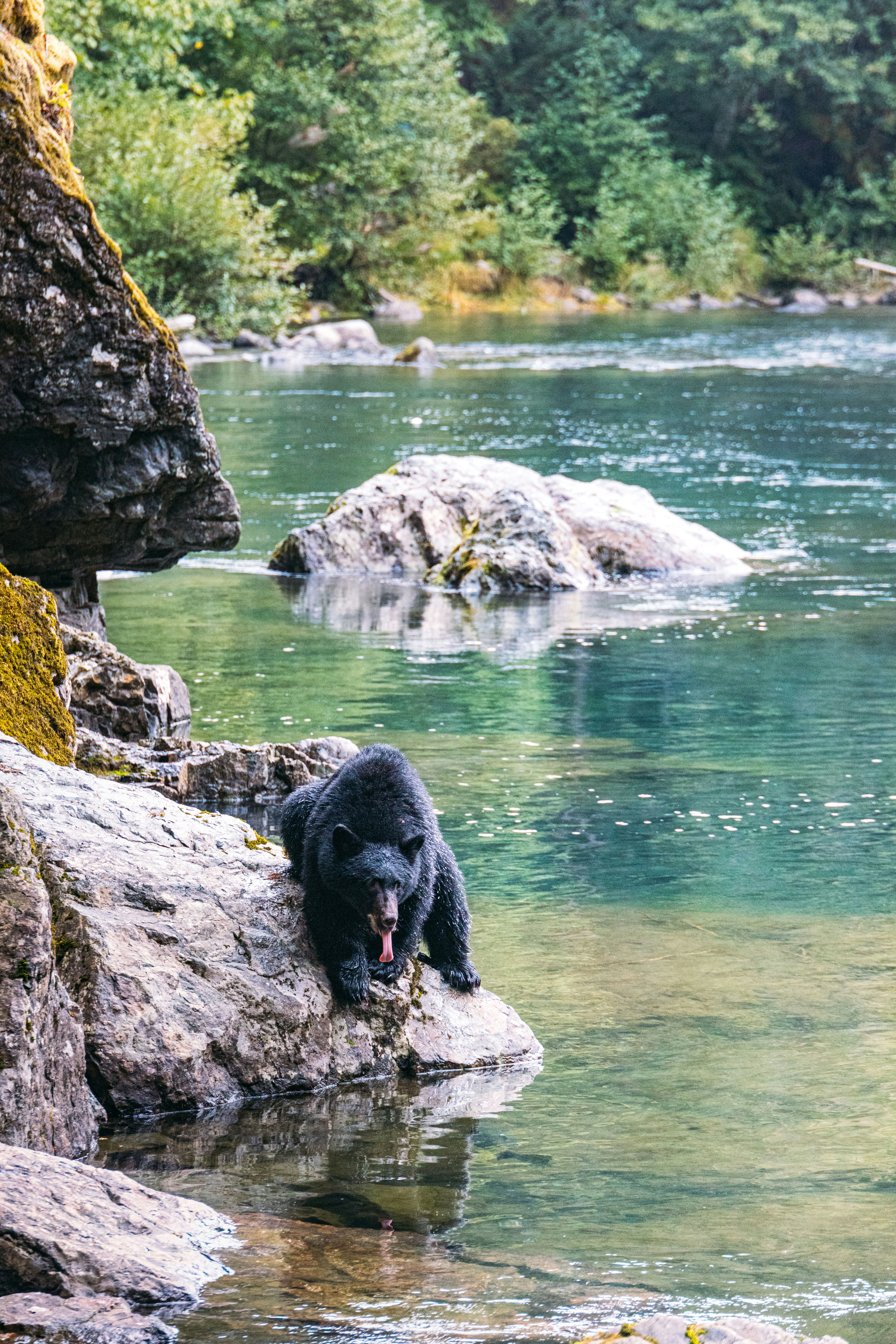 Black-Furred Otter at River Edge: A Quiet Moment Among Granite and Green