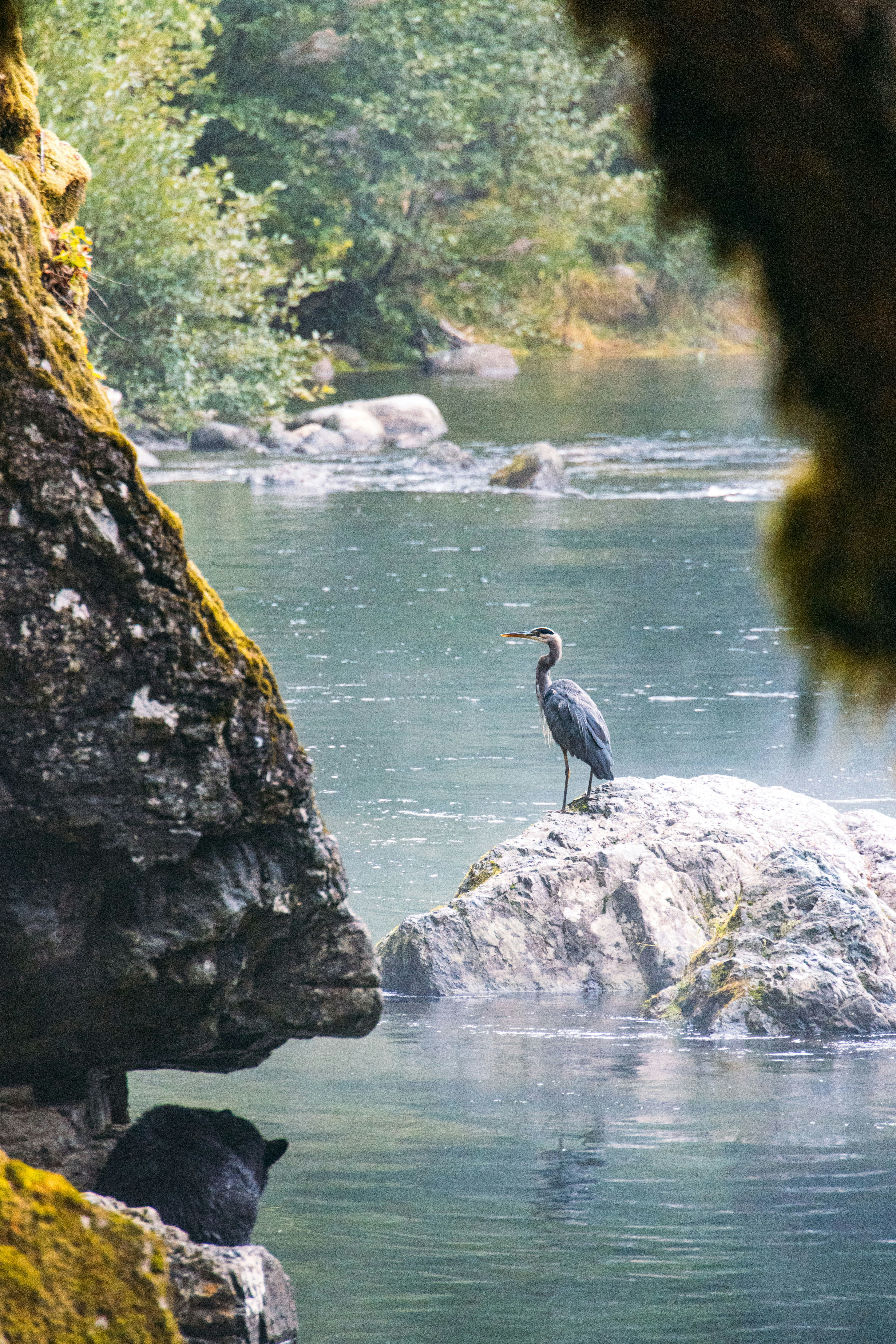 Heron on a rocky shore: a quiet river portrait