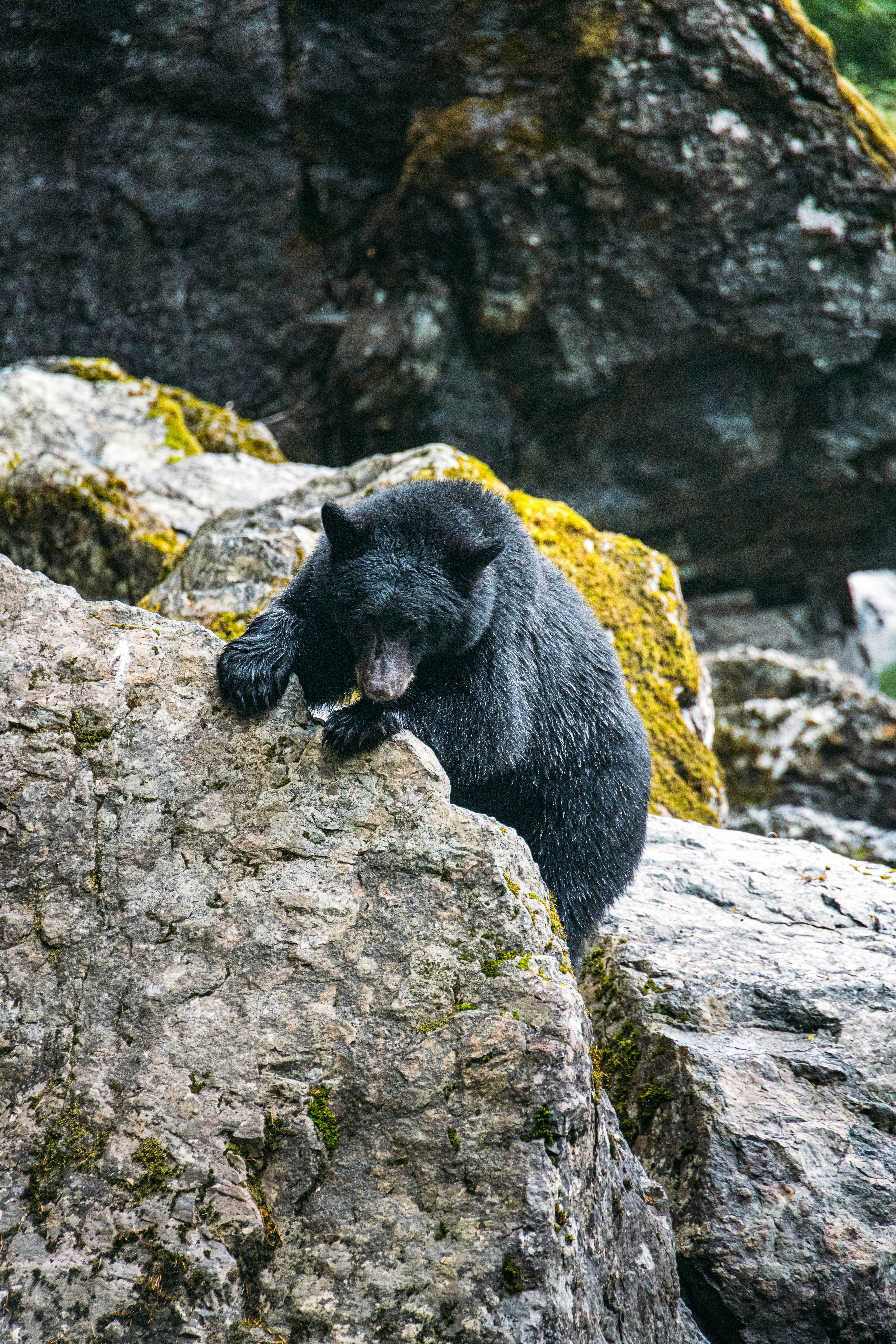 Black Bear Cub Clinging to Mossy Gray Rocks