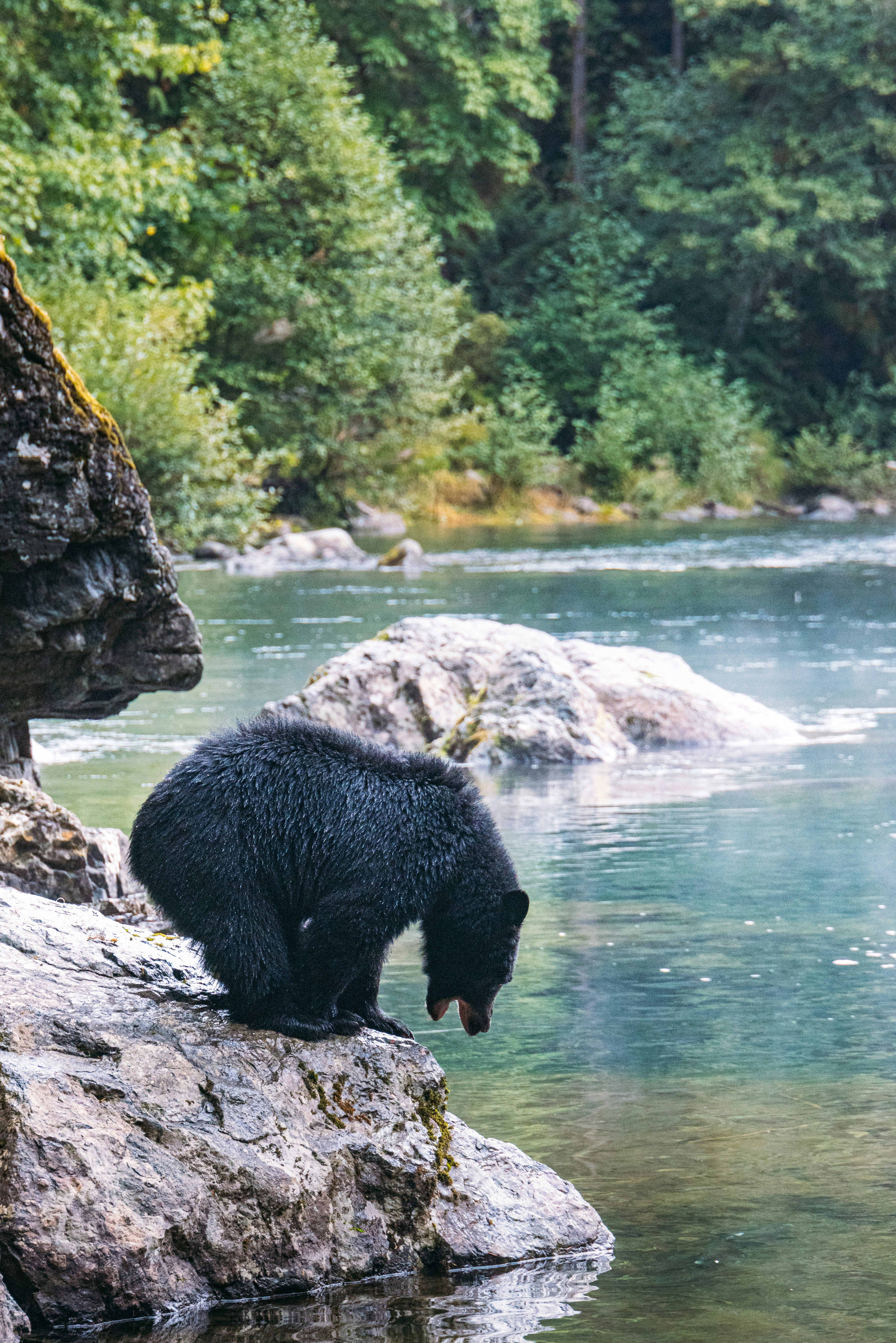 Black Bear on a Quiet Riverbank