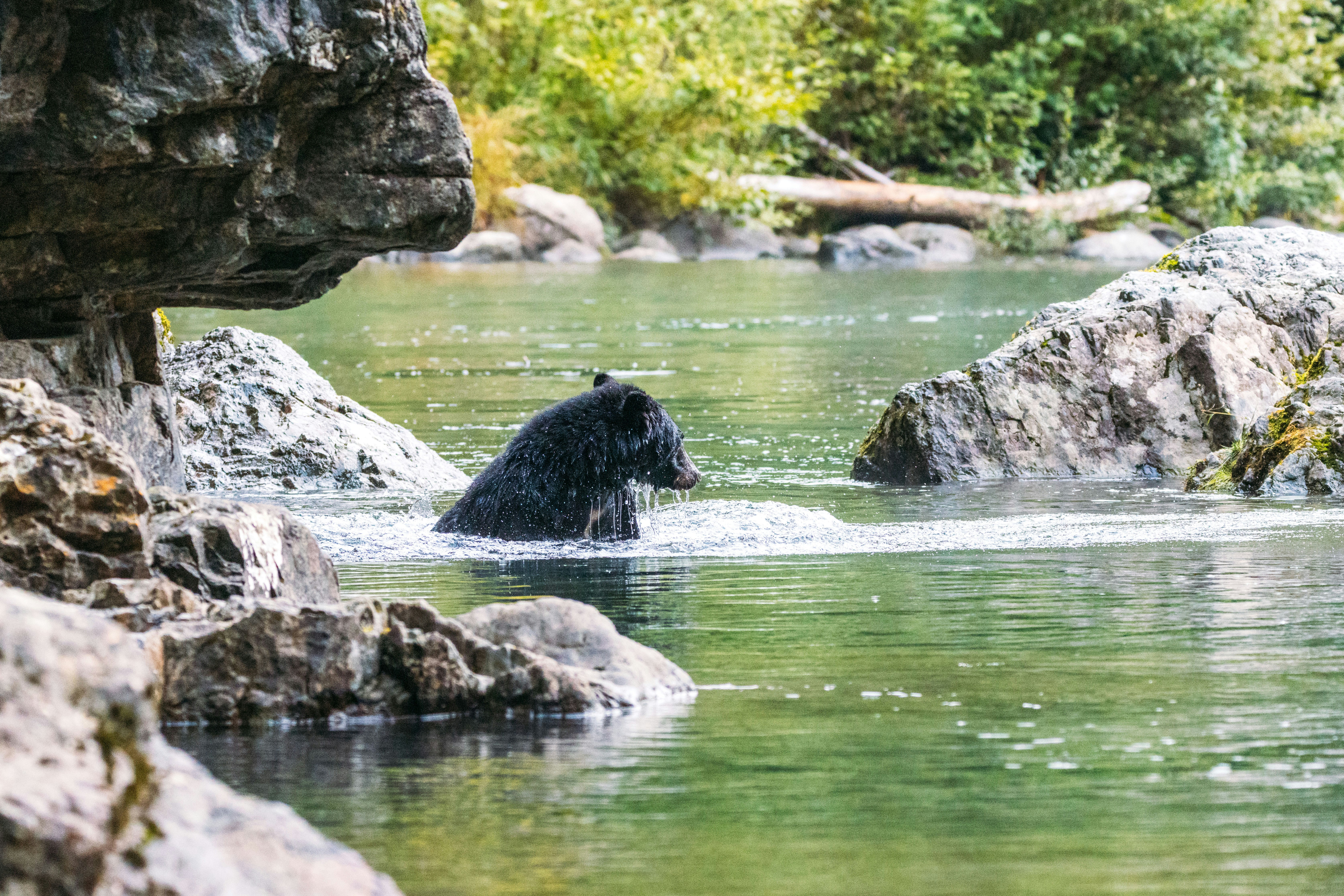 A black bear standing in a river surrounded by rocks.