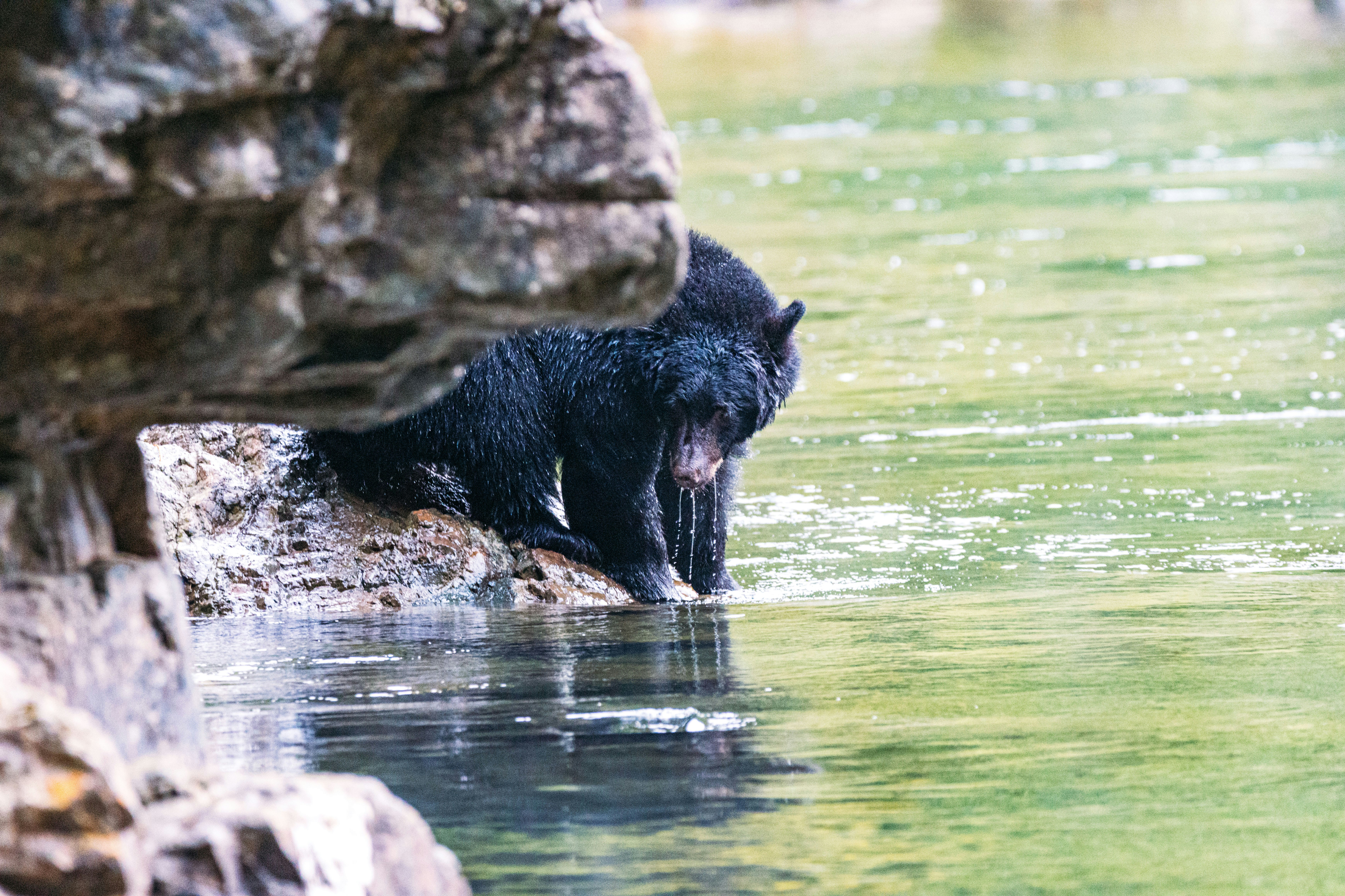 Black bear at the water's edge: a moment of canyon-green reflections