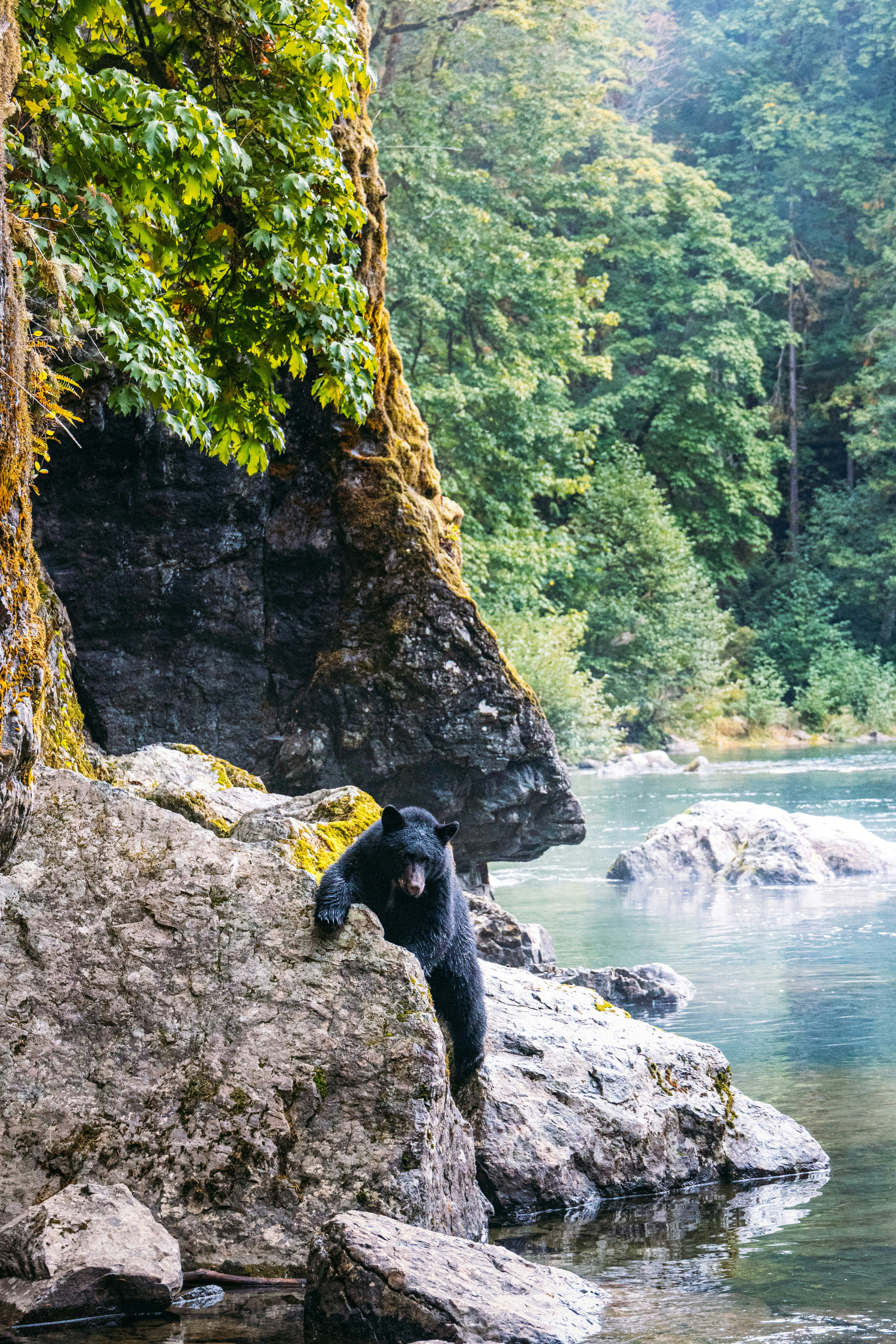 Black Bear at the River Edge: A Quiet Moment Among Granite and Green