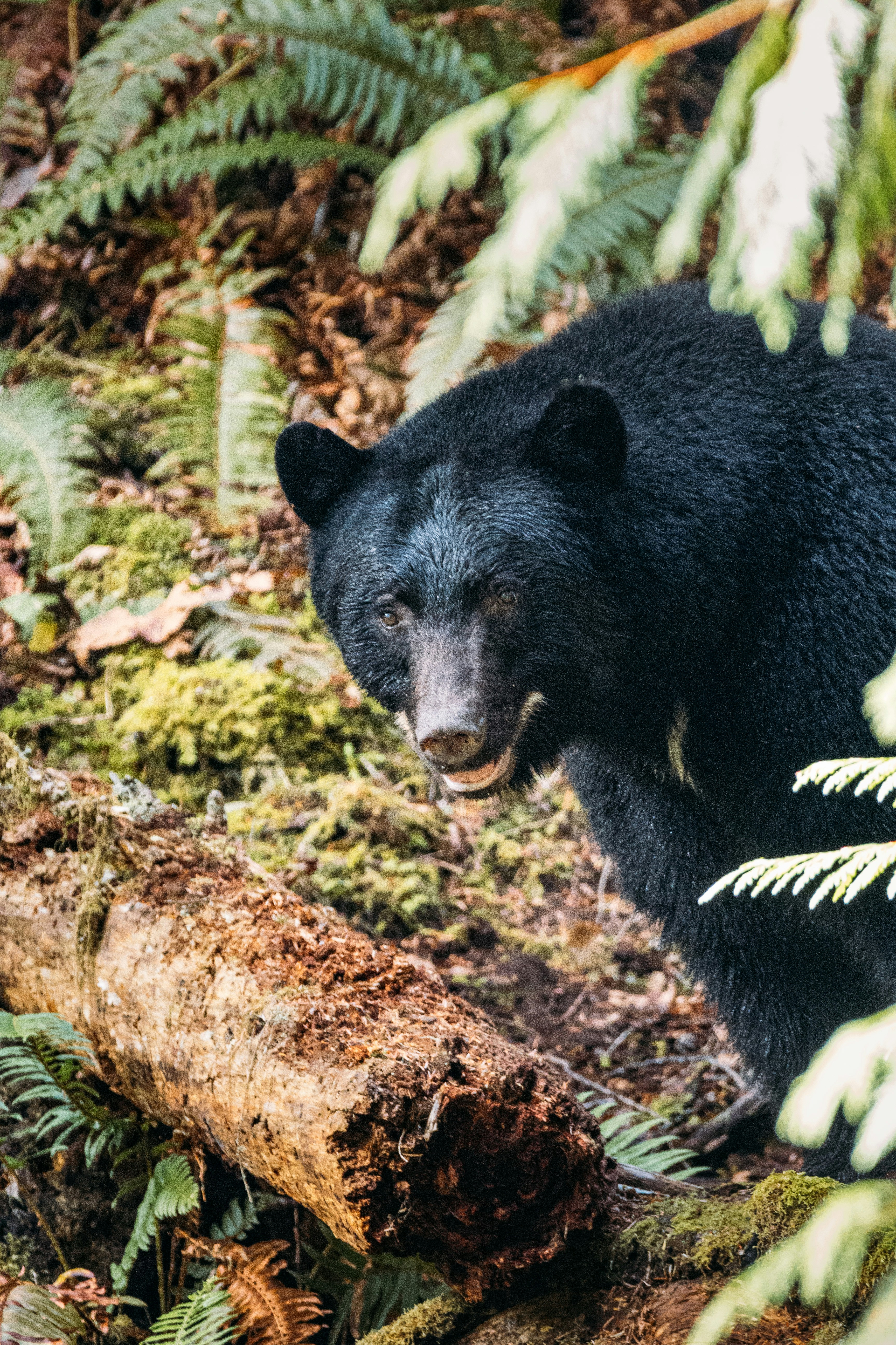 Black Bear in Dense Fern-Forest Framing