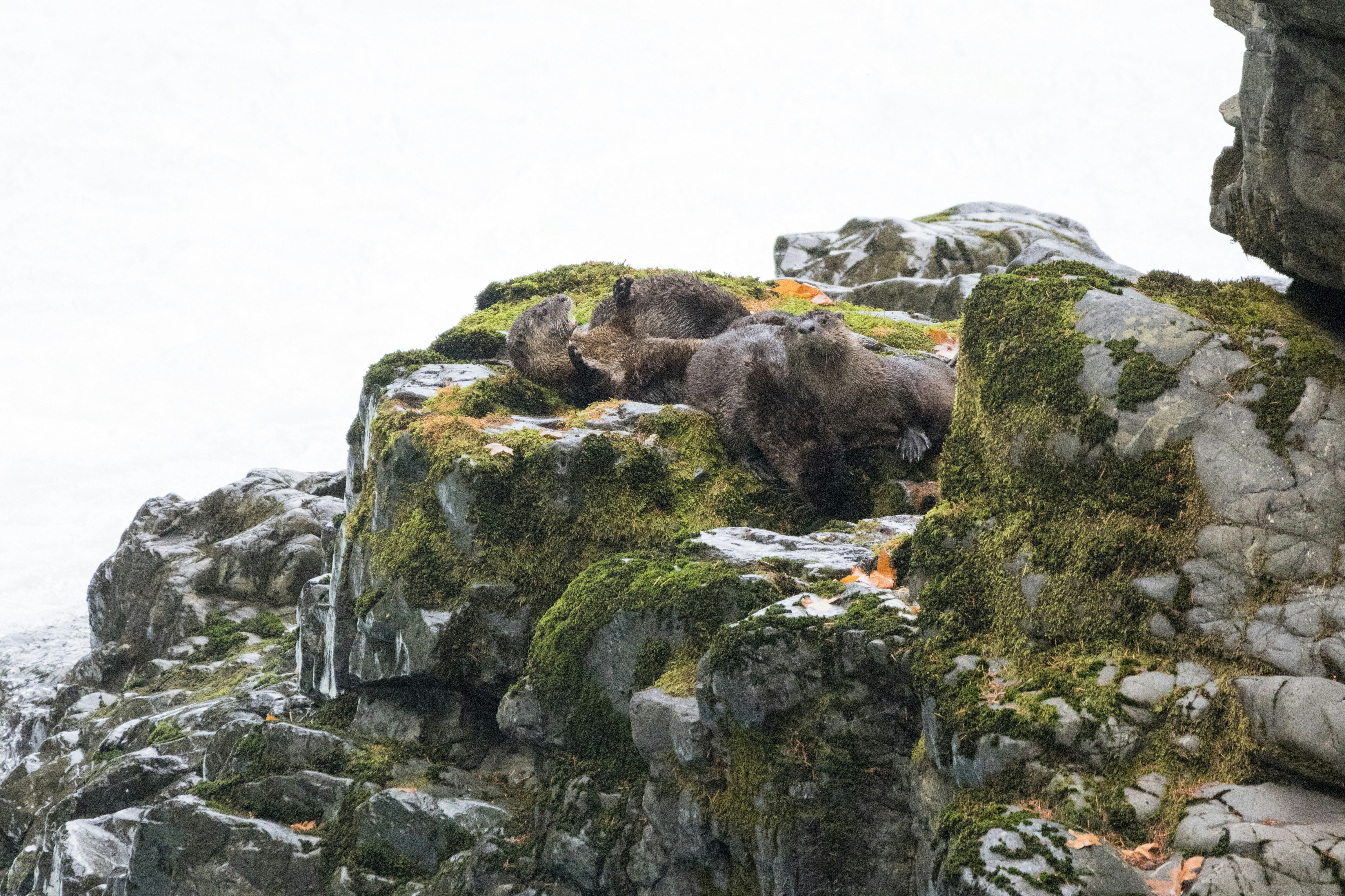 Two musk oxen resting on a moss-covered rocky cliff.