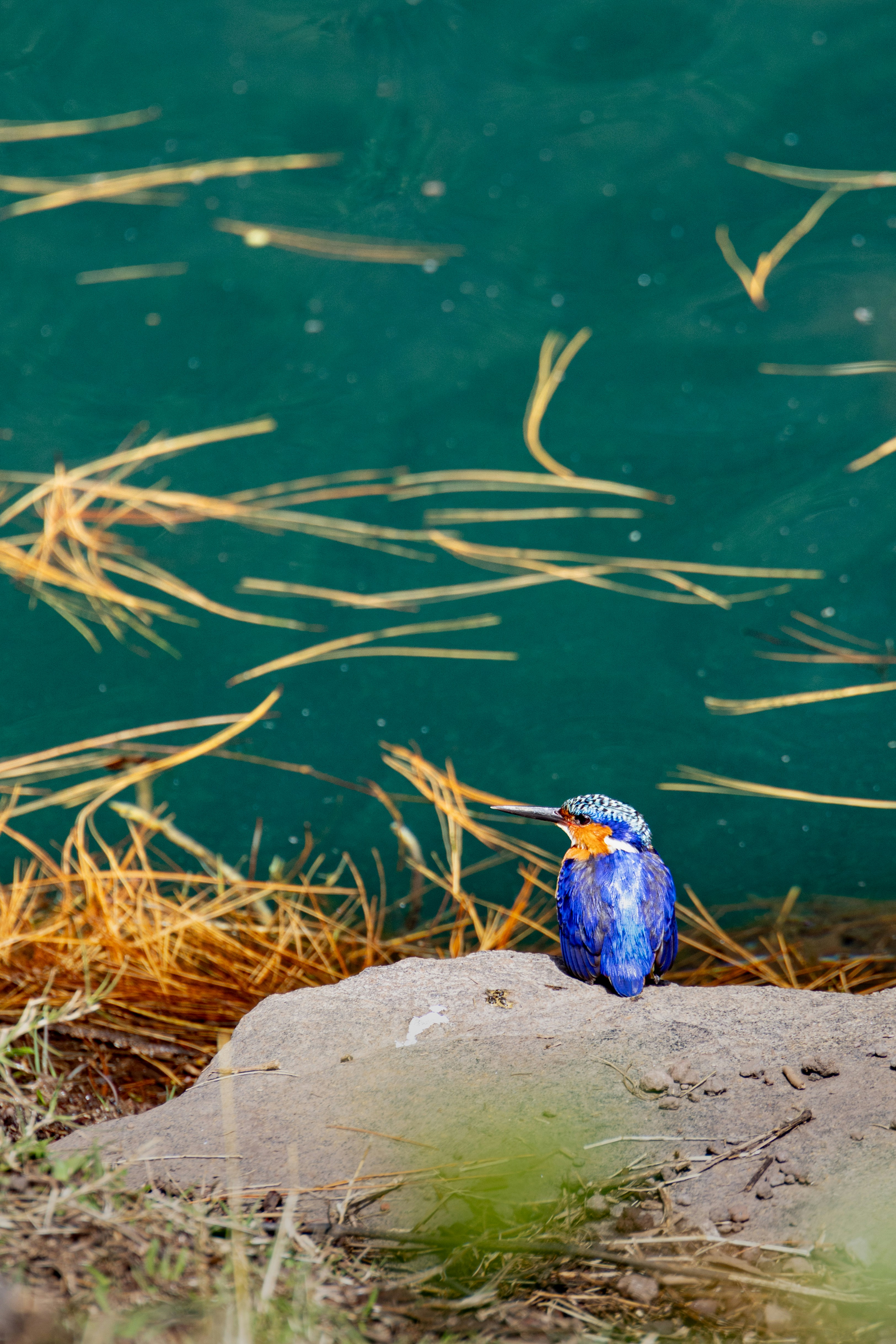 Azure Kingfisher at River Edge