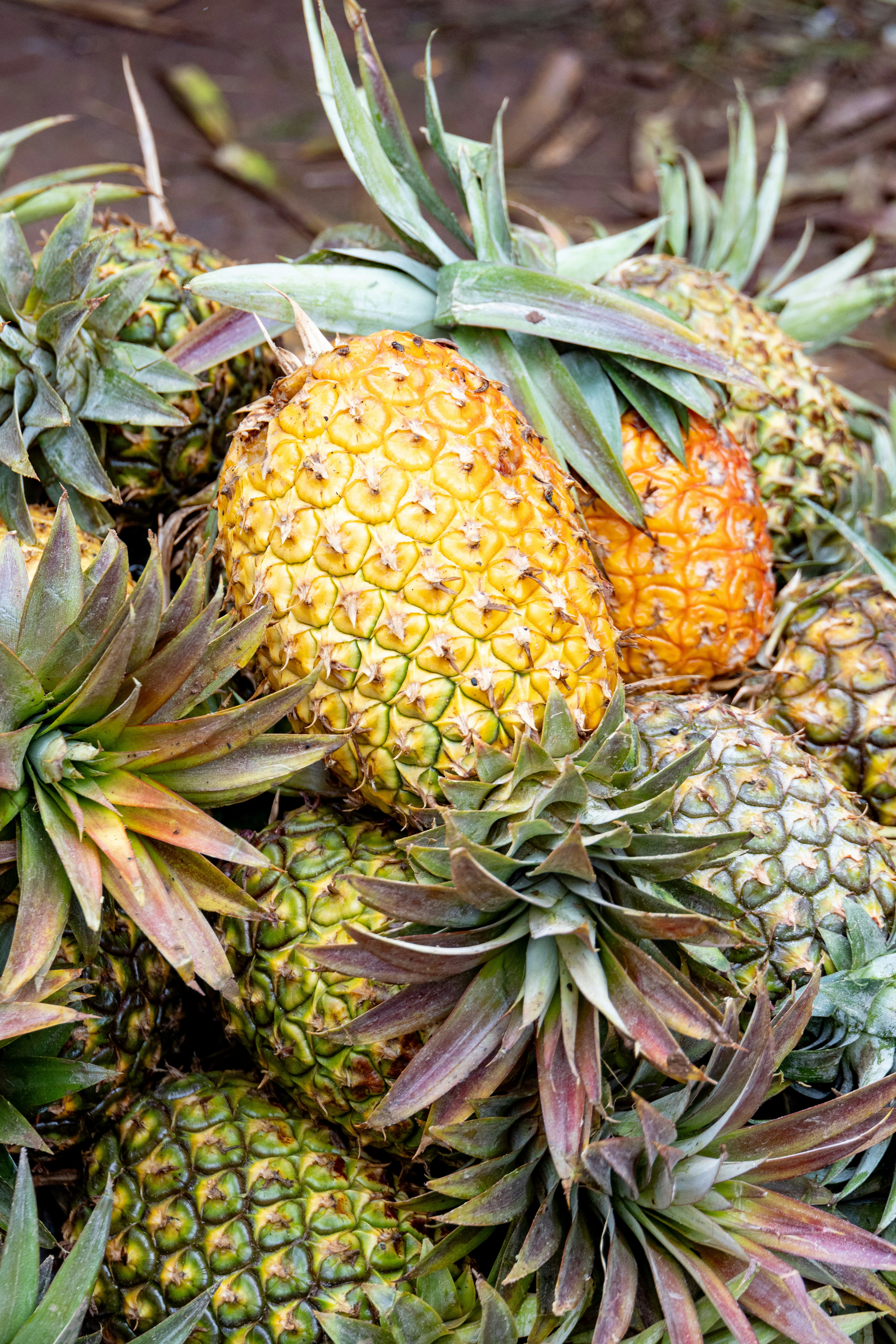 Sunlit Pineapple Bounty: A Cascade of Tropical Gold
