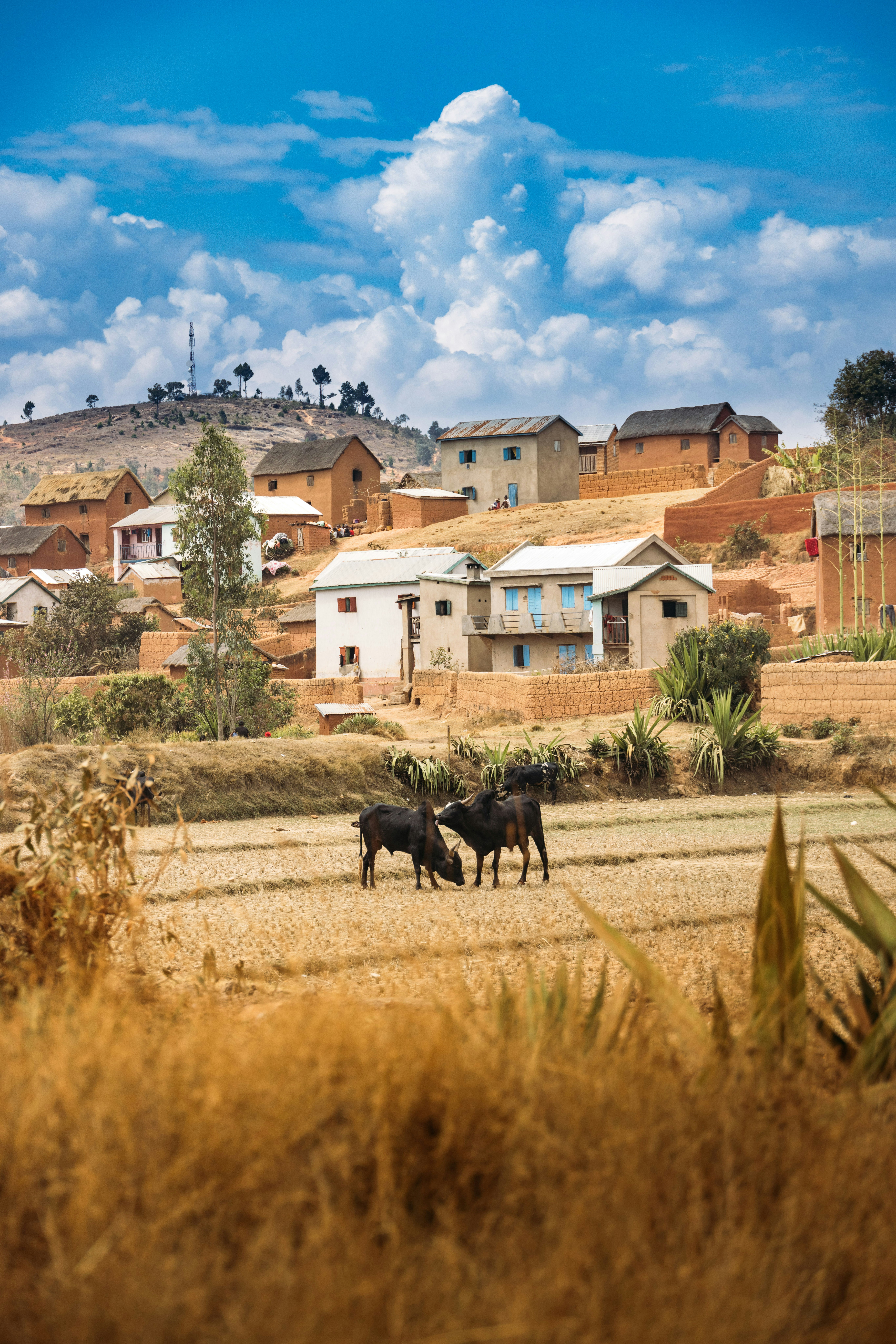 Hushed Village Pasture: Cattle Watch over a Sunlit Hilltop