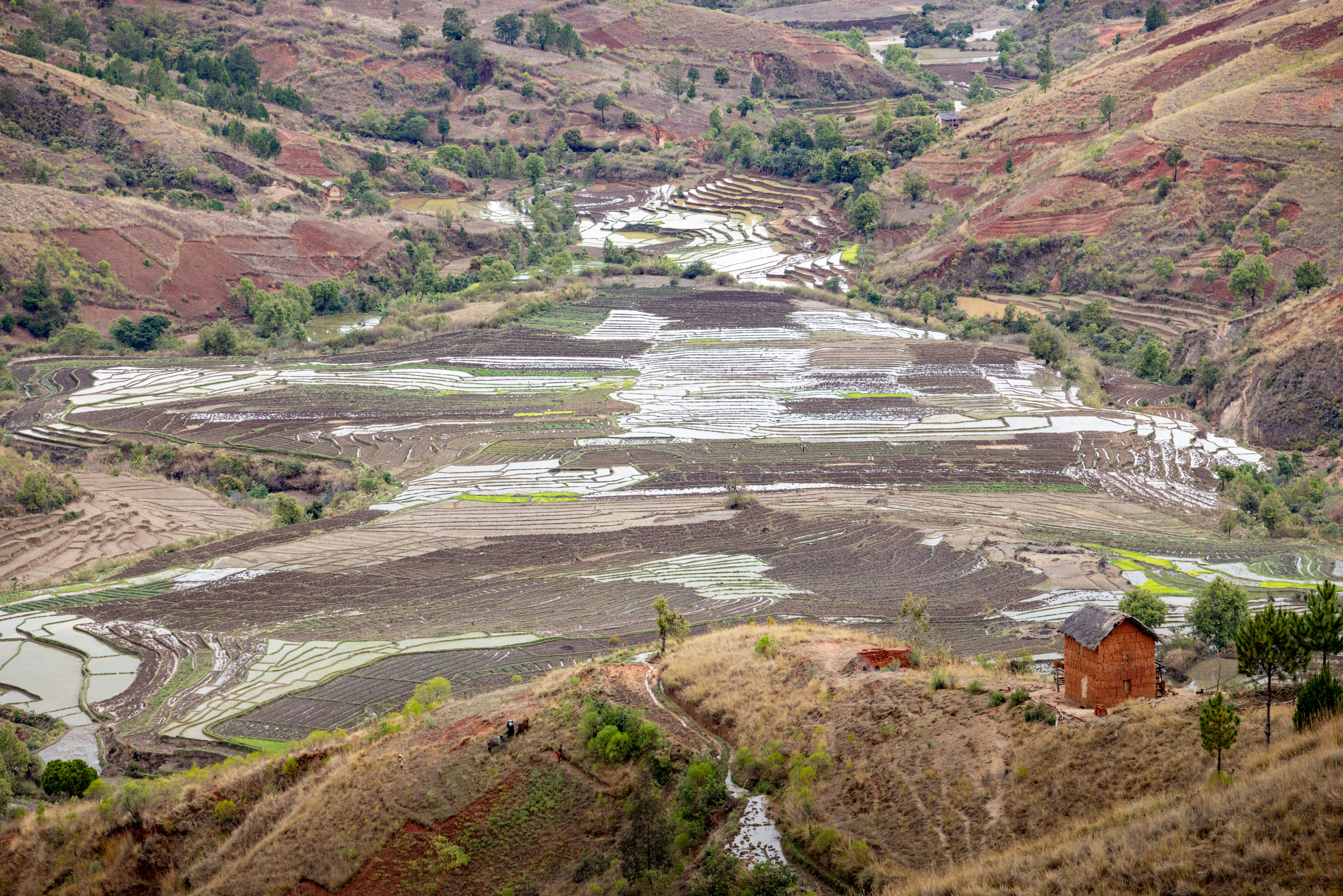 Terraced Valleys under a Rustic Red Barn
