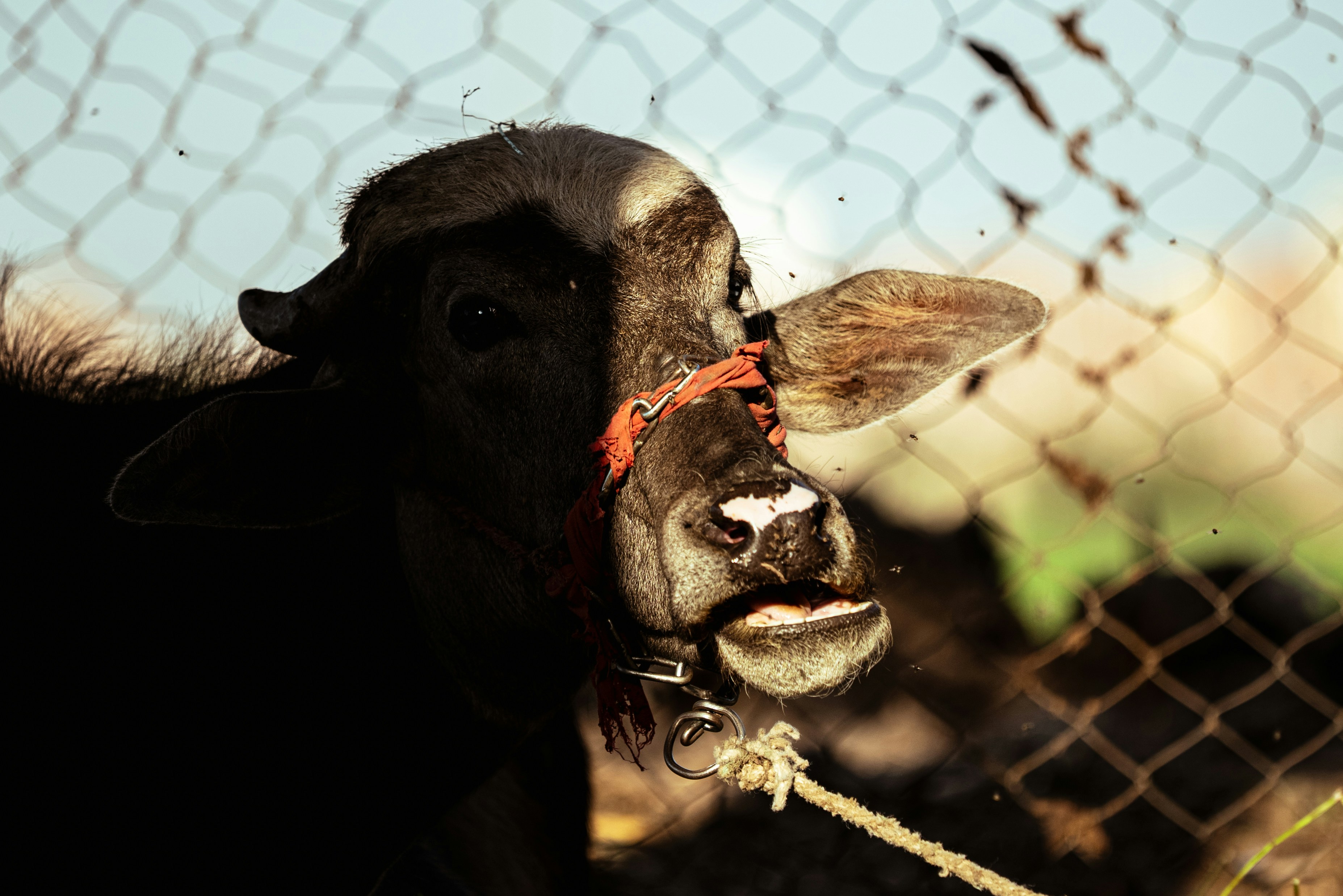 Vinyl-wrapped gaze: a cow behind a lattice of wire