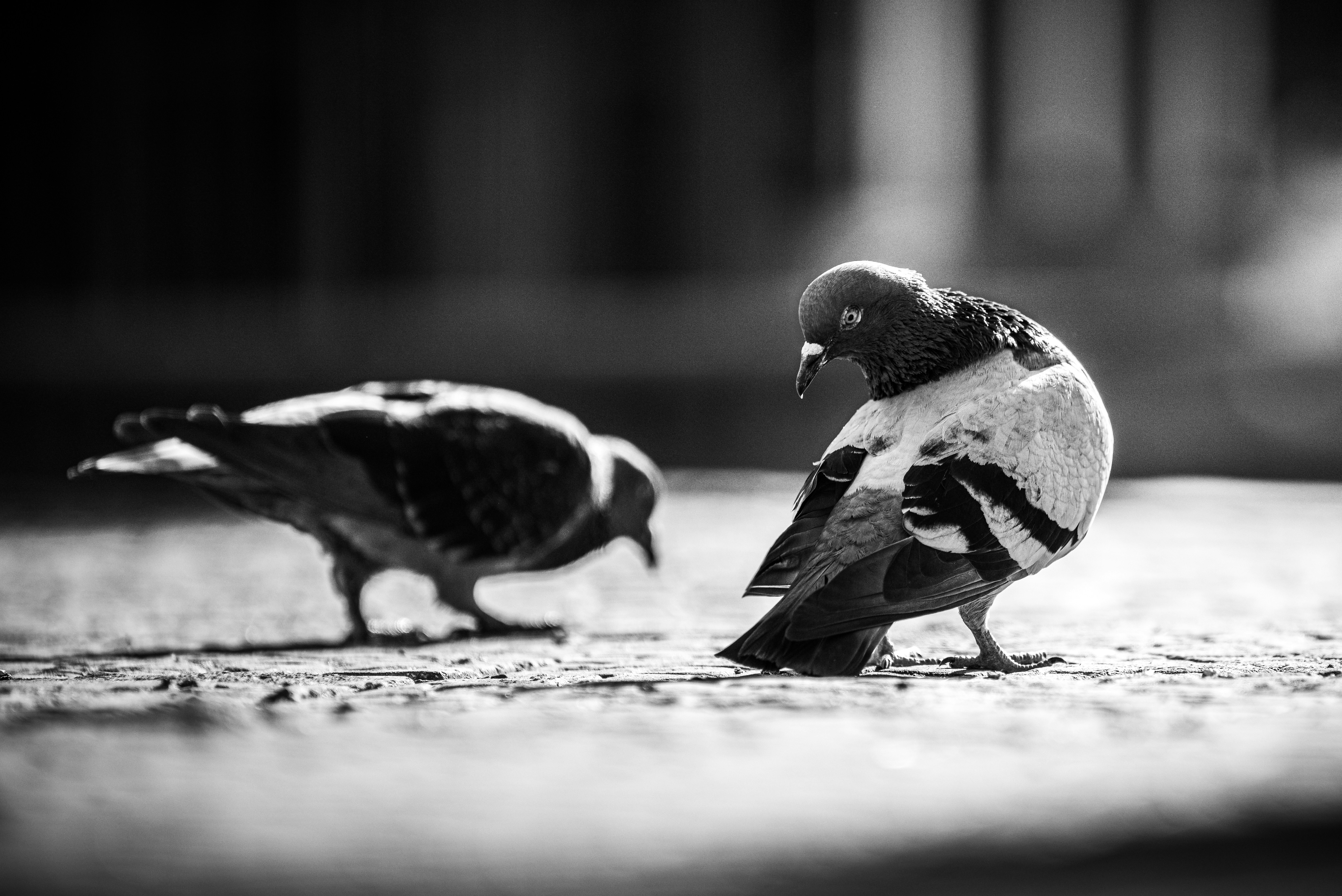 Pigeon Pause: A Quiet Moment Between Stride and Stone