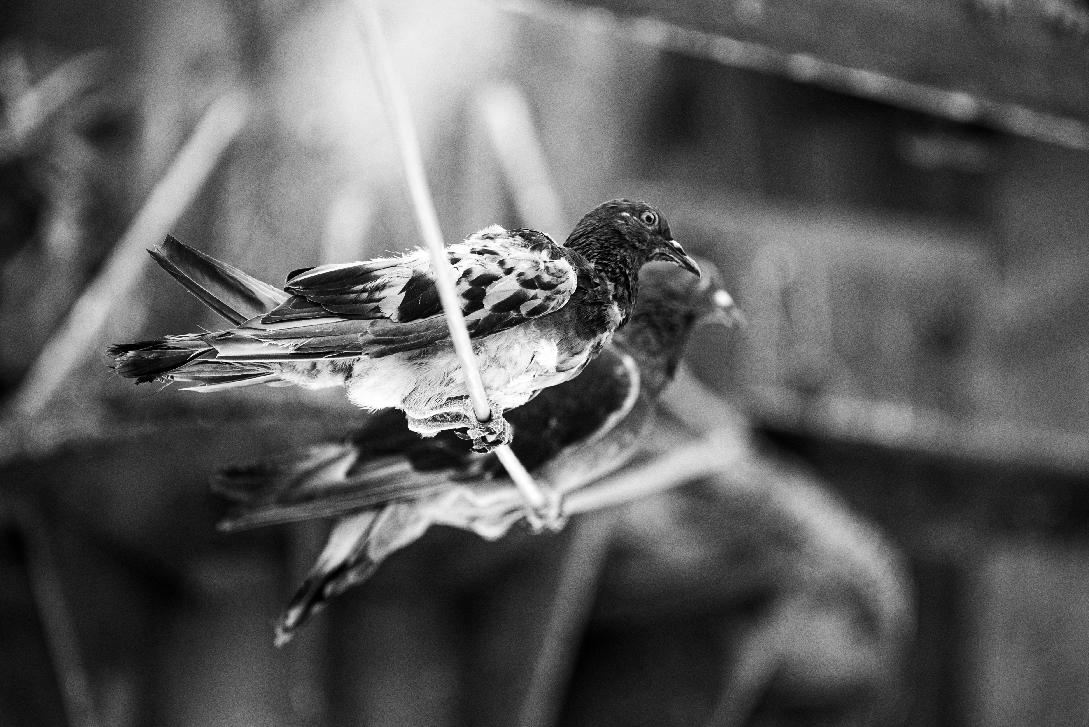 A black and white sparrow perched on a thin string.