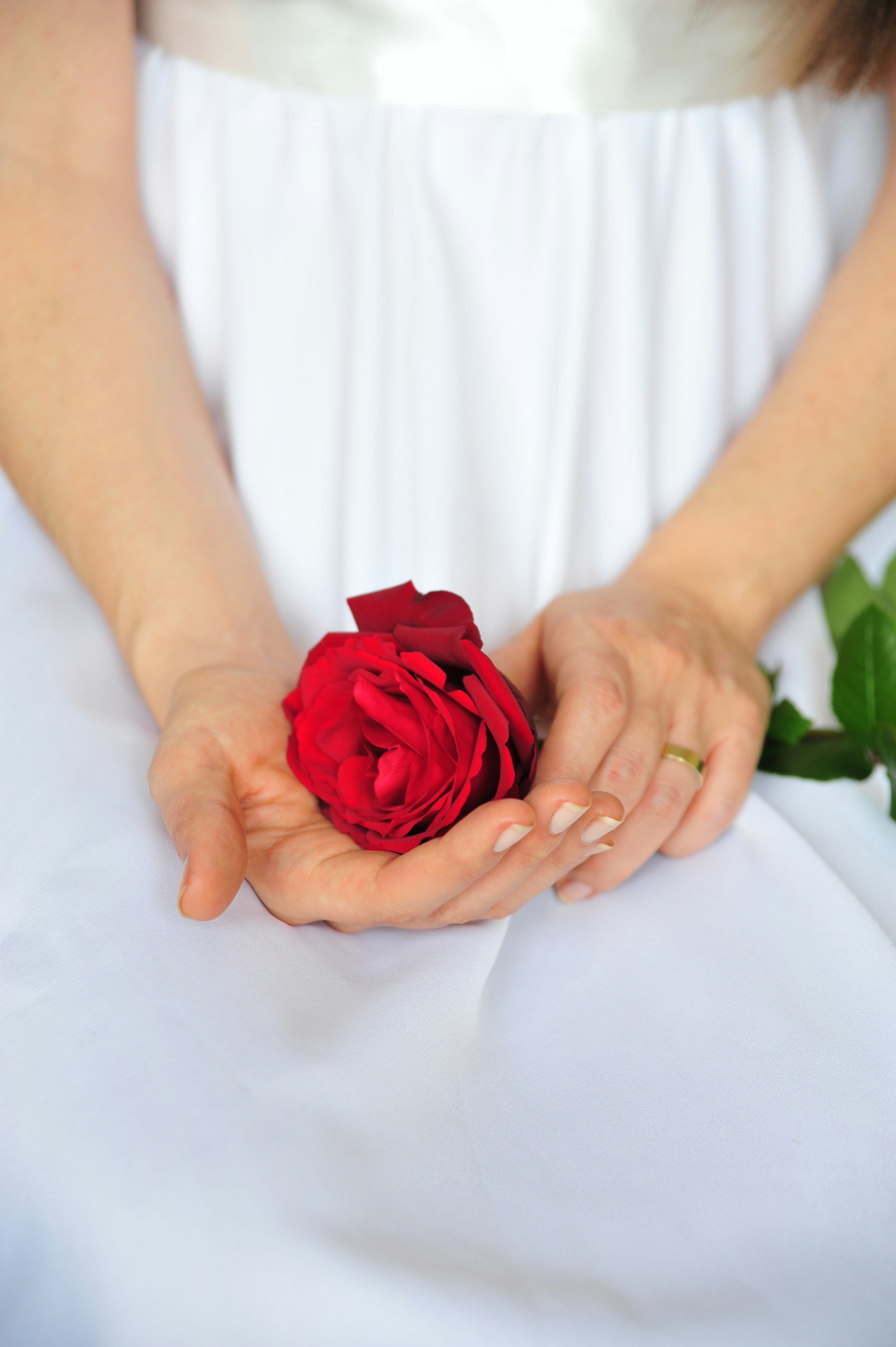 Red Rose Gift: A Quiet Moment of Tenderness in White Gown
