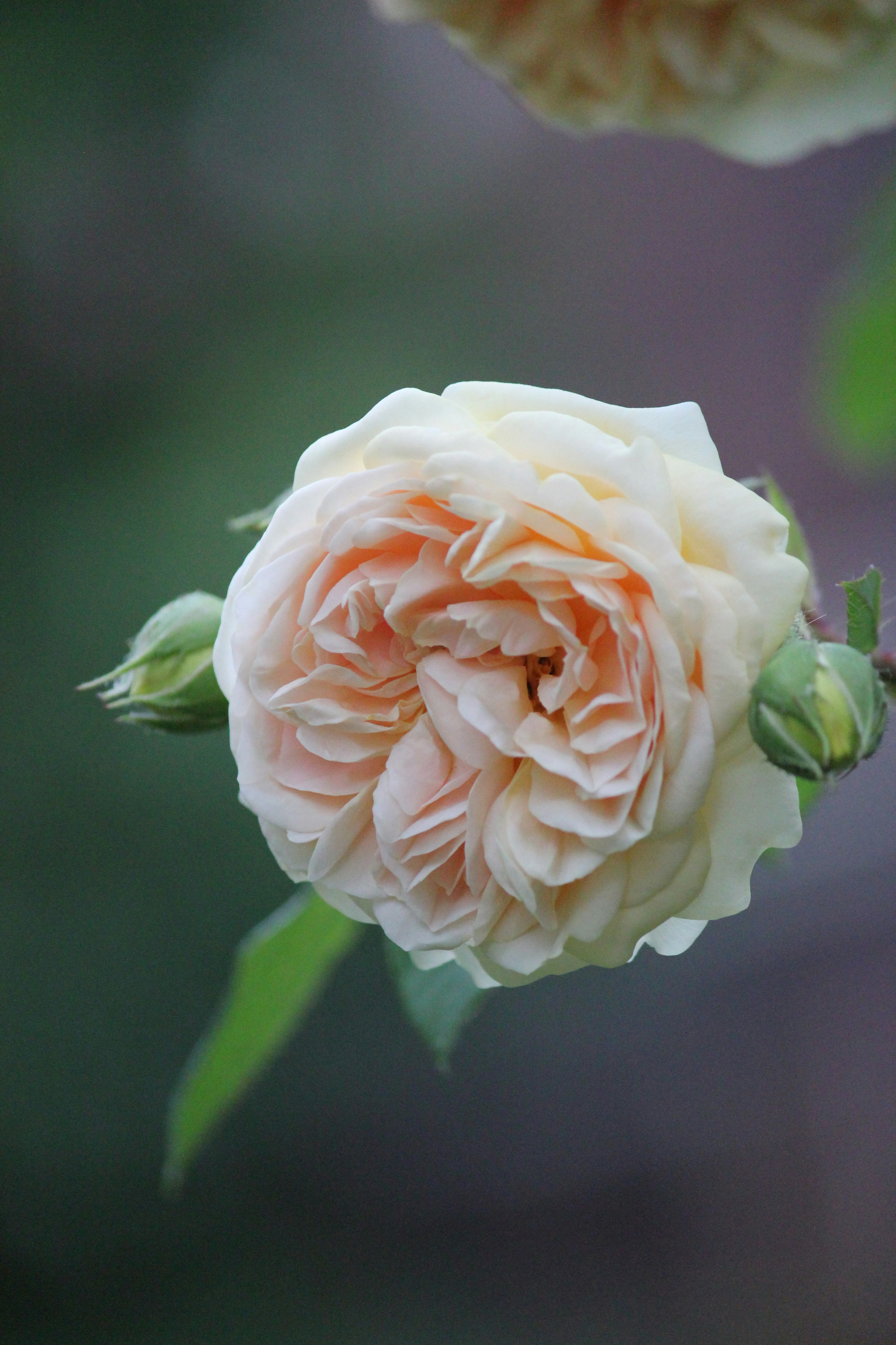 Soft Peach Rose in Focus Against a Velvet Garden