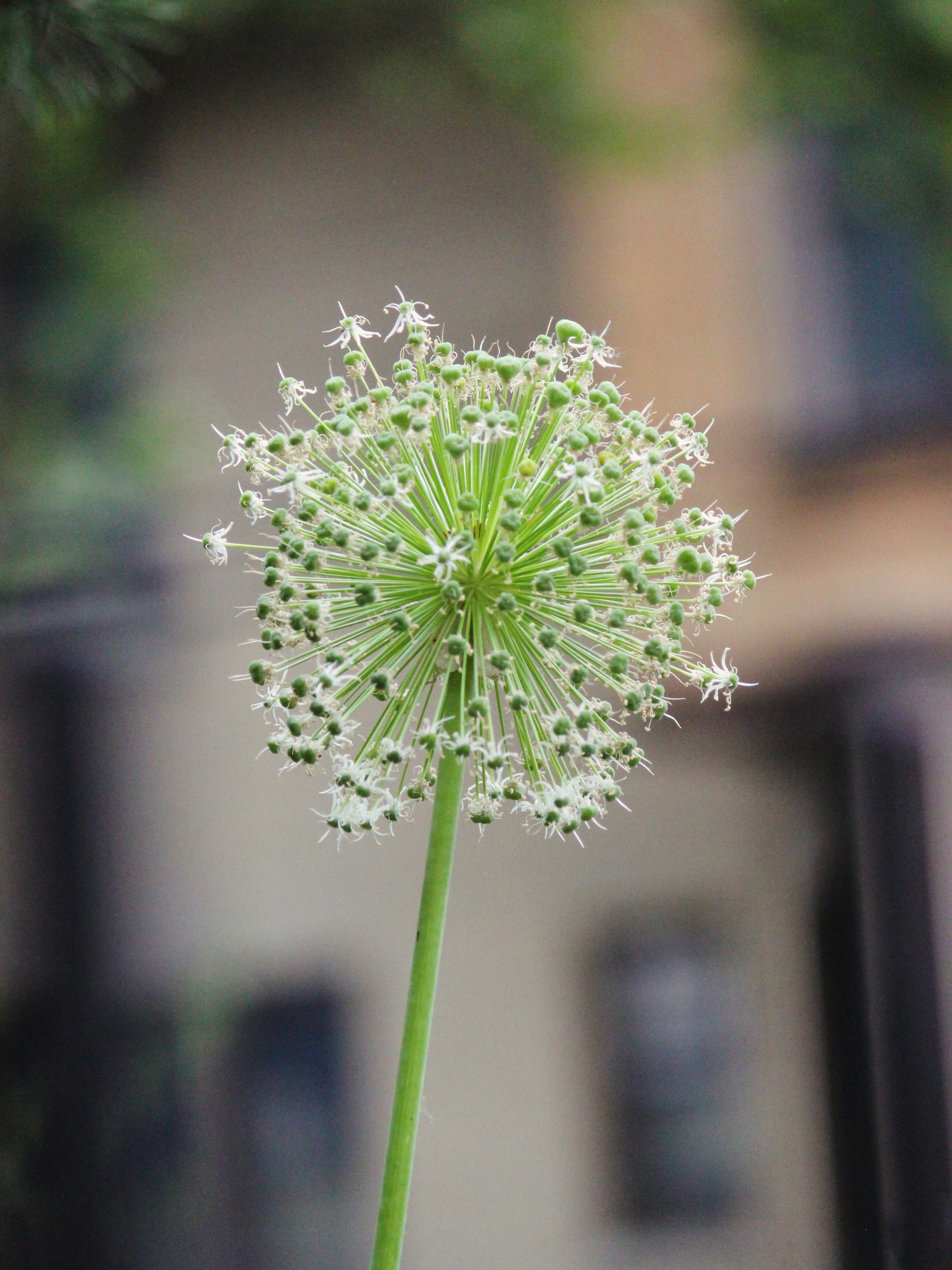 Allium Crown in Soft Focus: A Close-Up of Green Orb Spikes