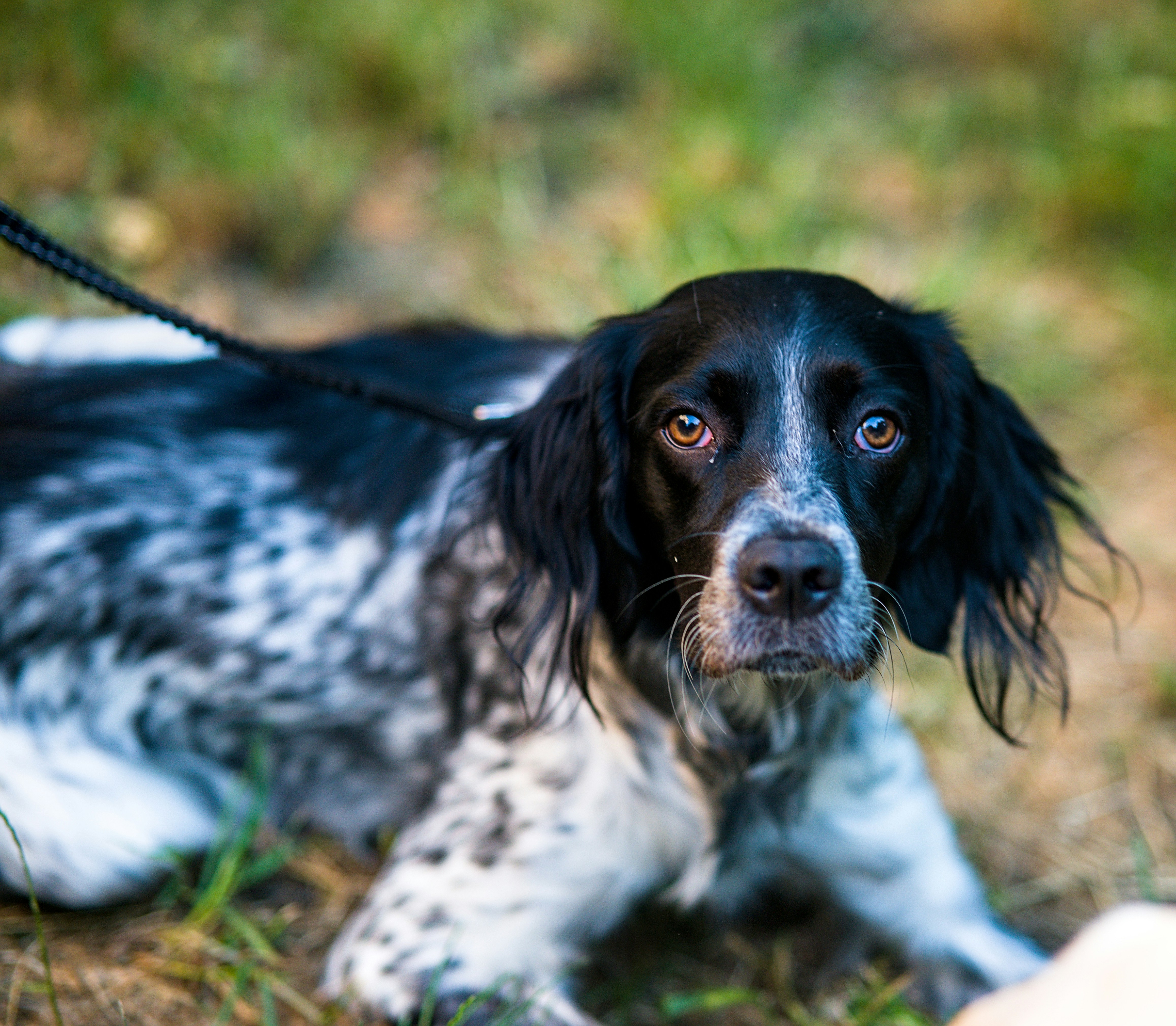 Eyes on the Leash: A Spaniel's Quiet Gaze in the Park