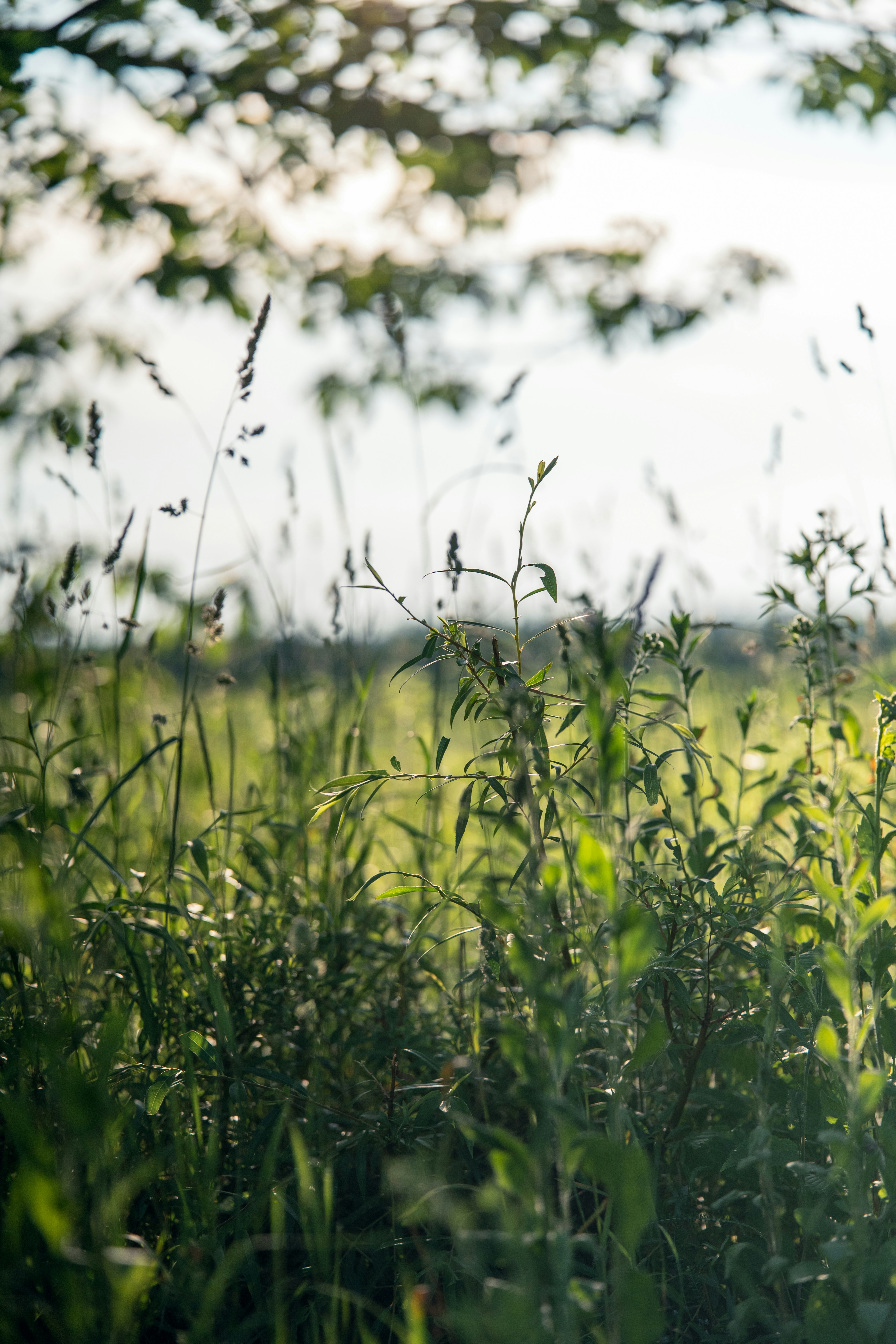 Sunlit Meadow Quietly Awakes