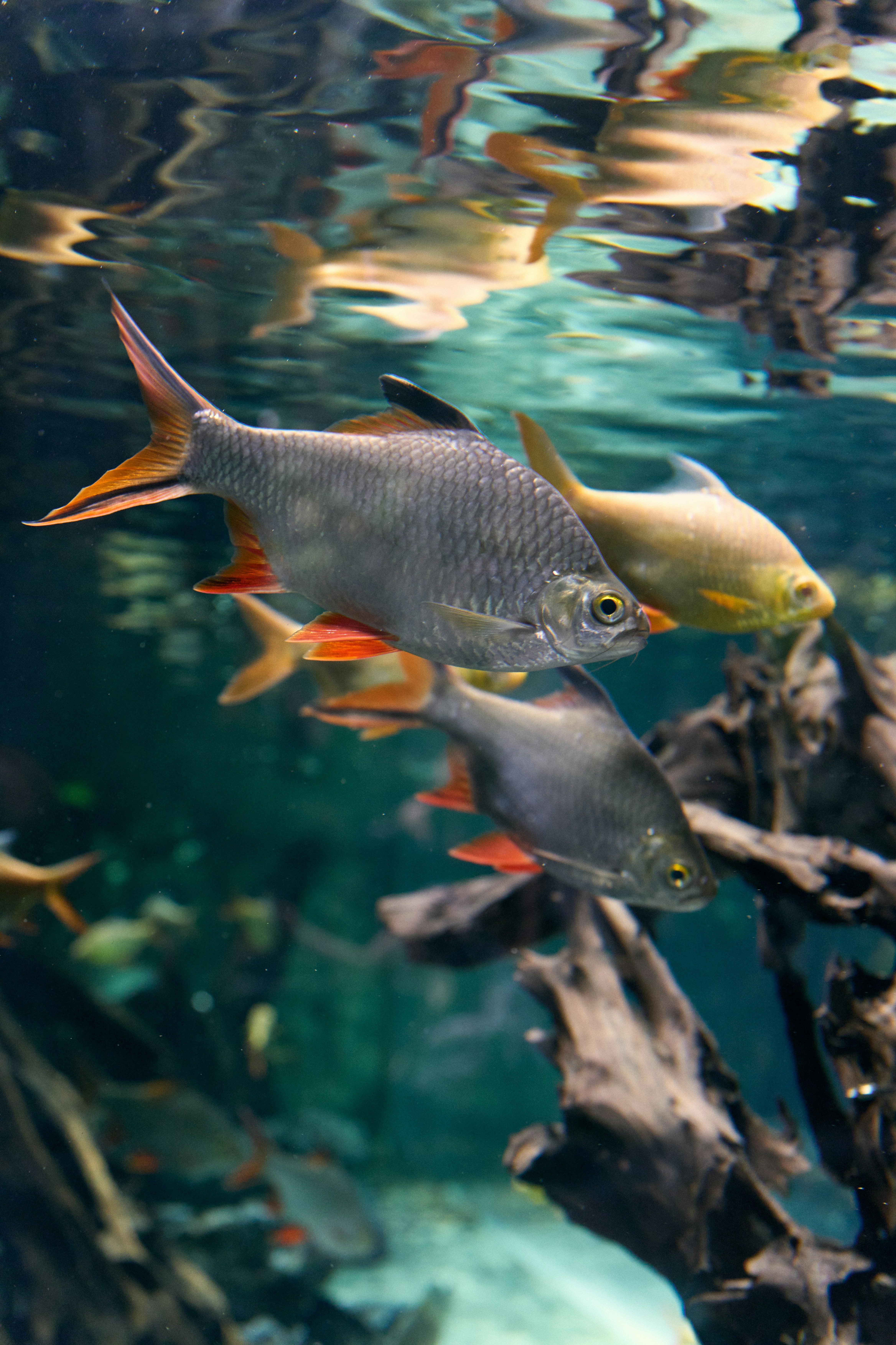 Fish with orange fins swim underwater near submerged wood.