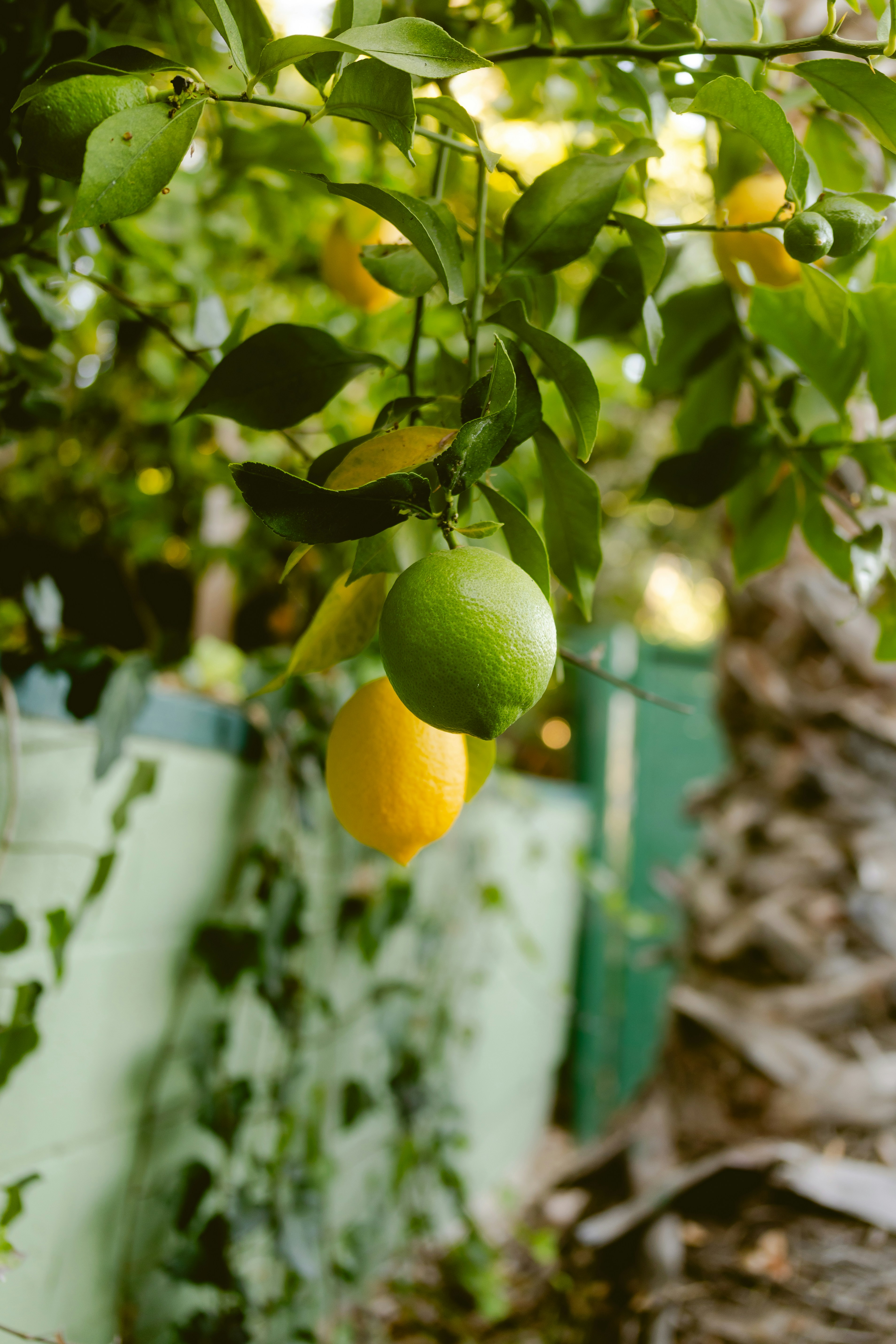 Lemon Grove: A Bright Green and Yellow Pair in a Quiet Yard