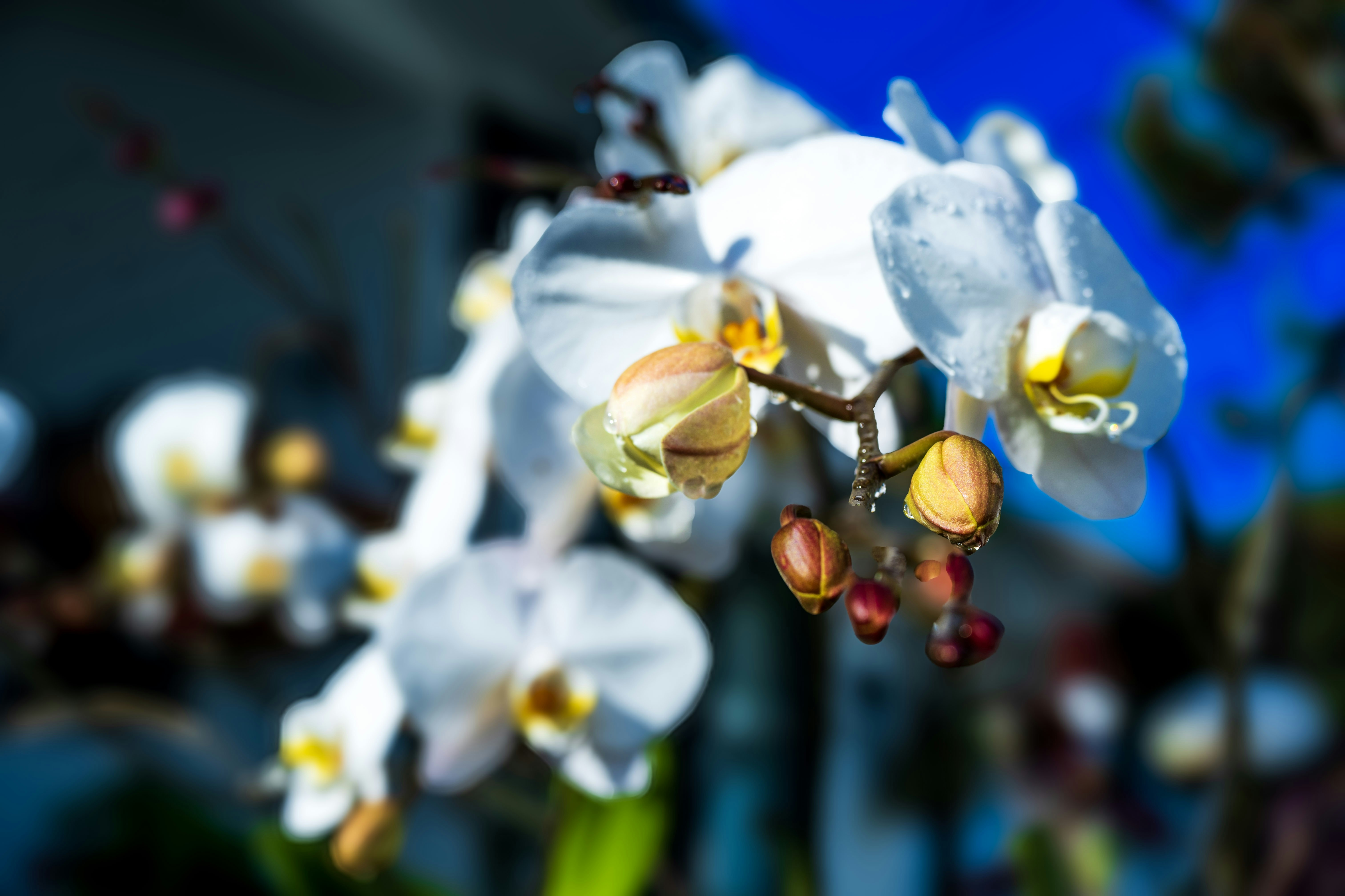 Blooming Orchid in Soft Focus Blur